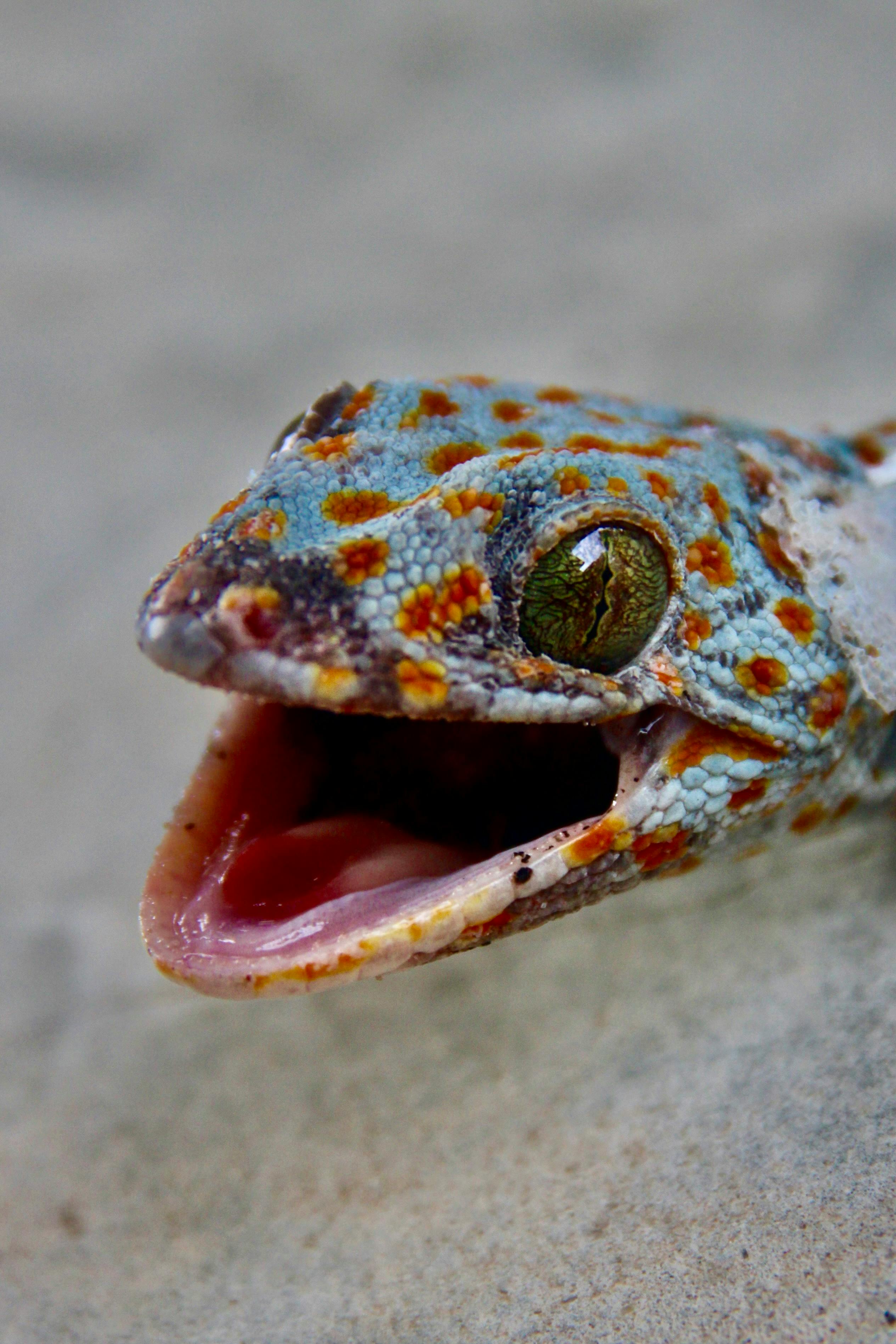 Lizard Face Photos, Download The BEST Free Lizard Face Stock Photos ...
