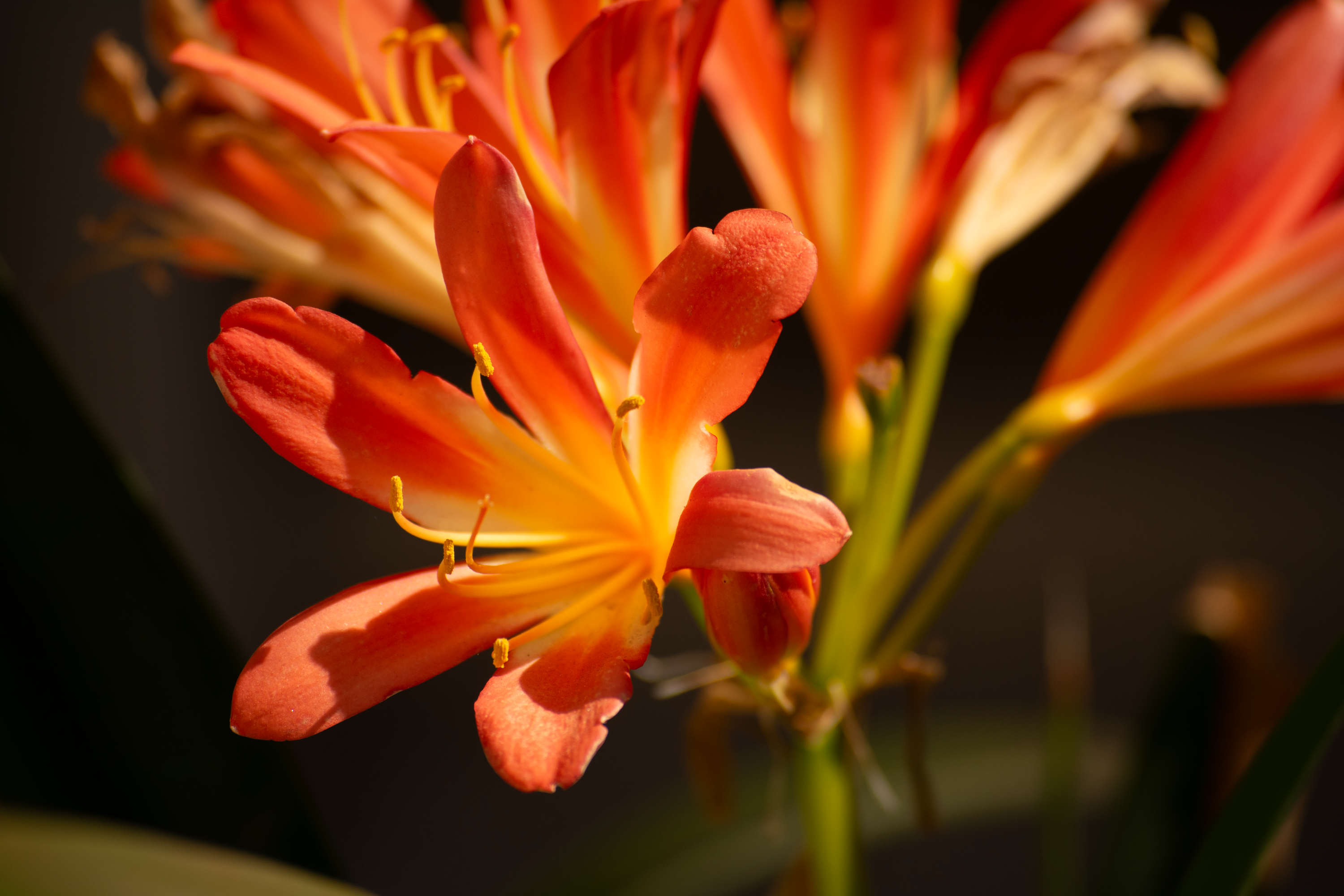 Close-up of Vibrant Orange Clivia Flowers in Bloom · Free Stock Photo