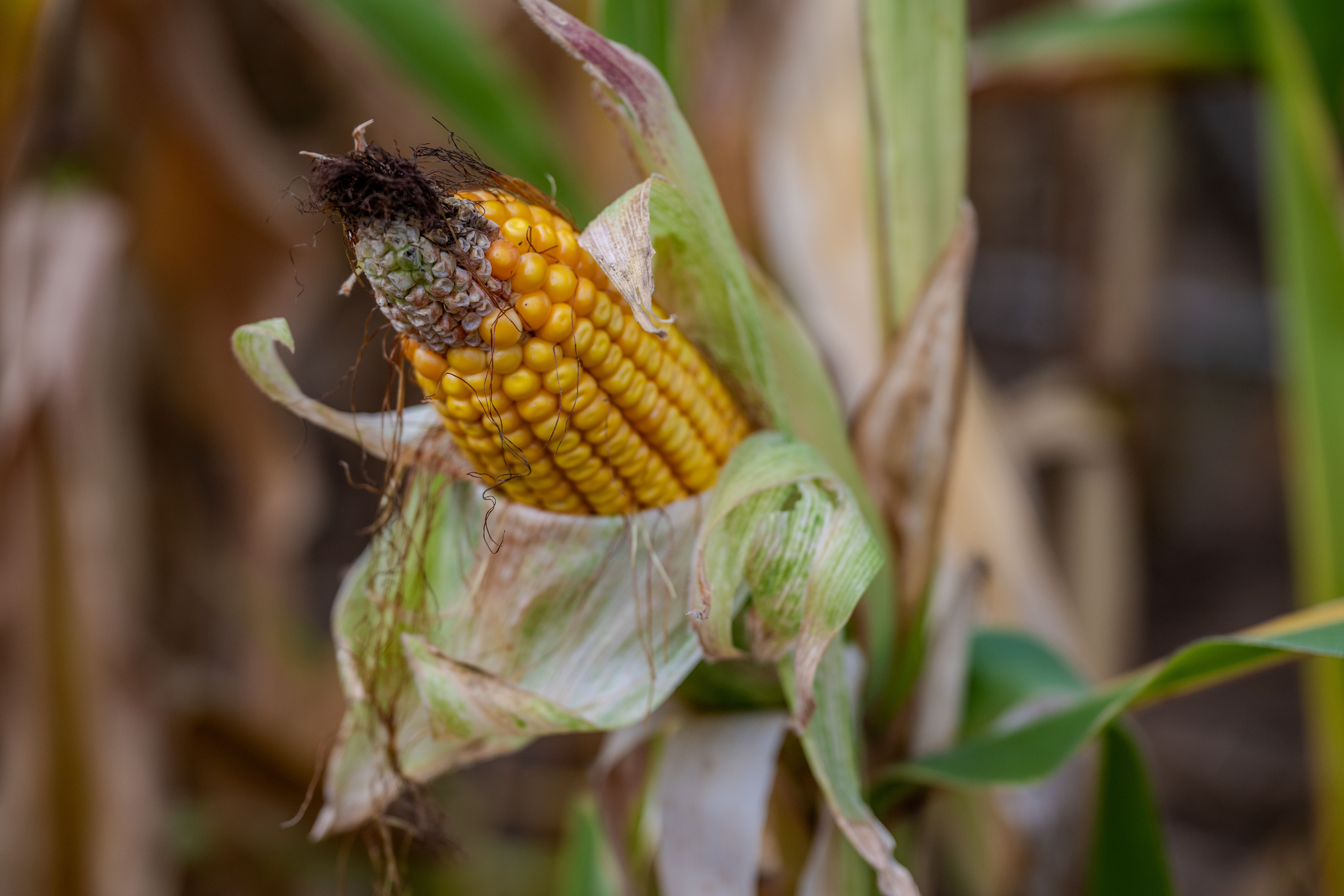 Close Up of Ripe Corn on the Cob in Field · Free Stock Photo