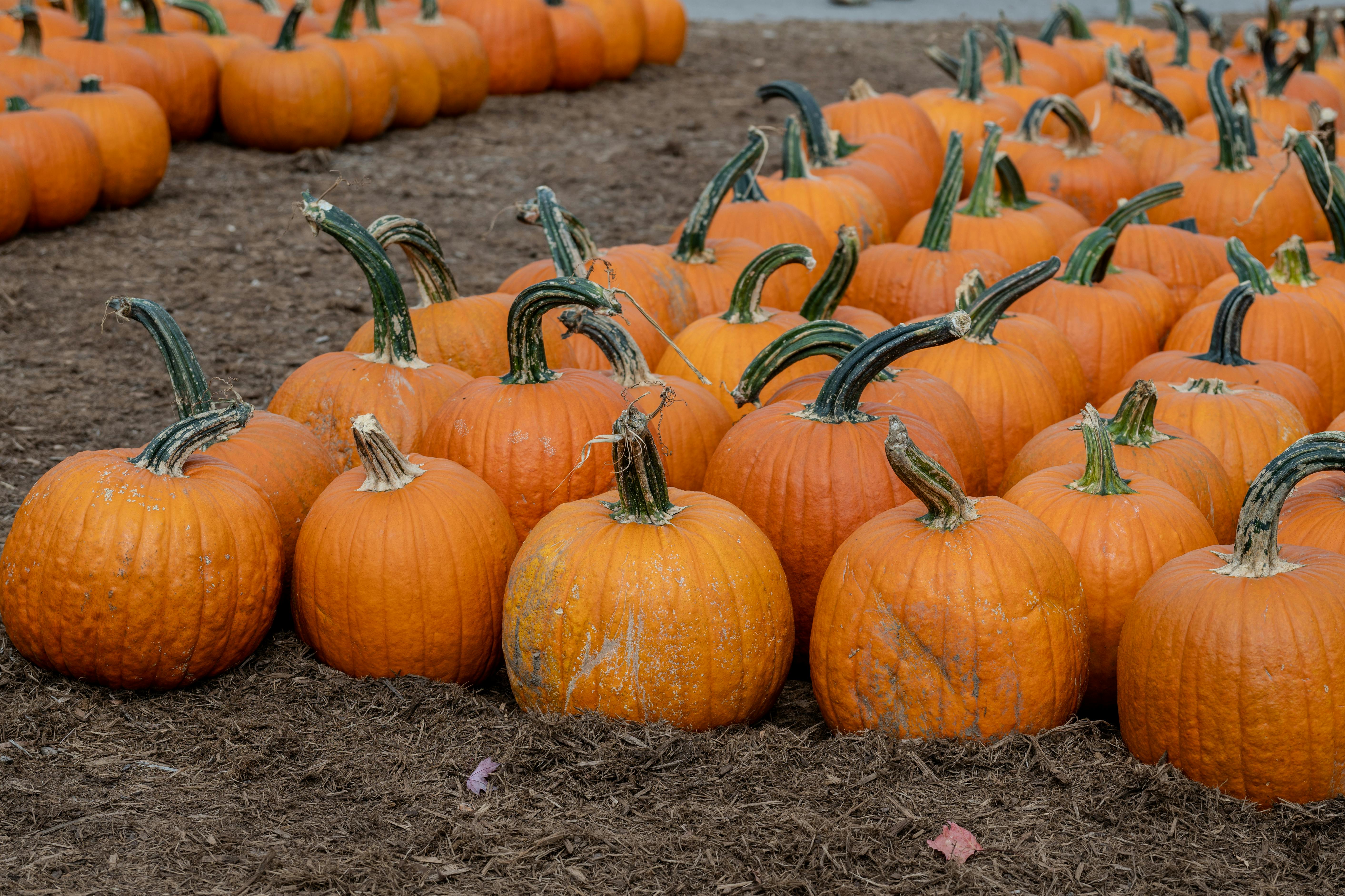 Fall October Photos, Download The BEST Free Fall October Stock Photos ...