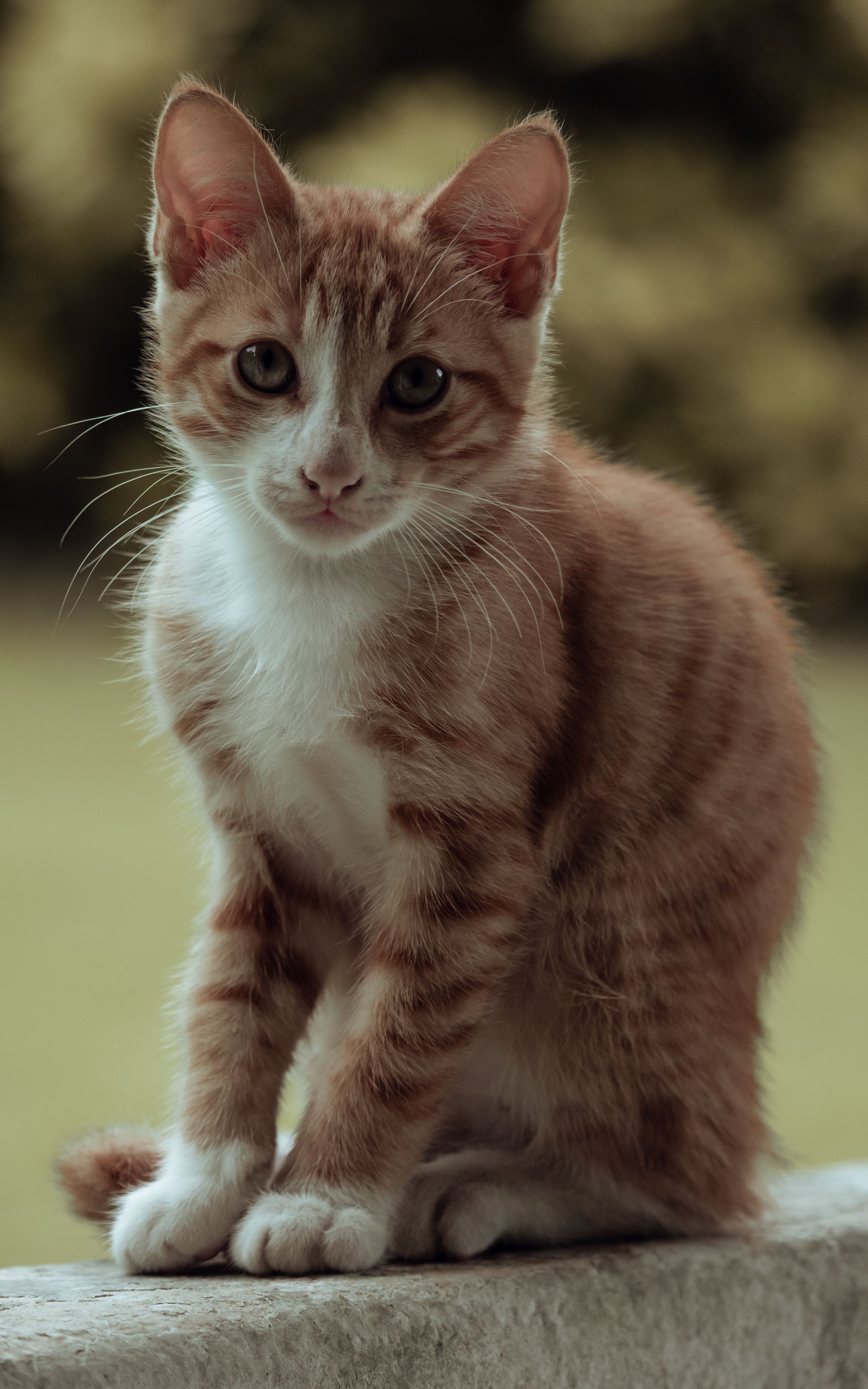 Cat Memes Photos, Download The BEST Free Cat Memes Stock Photos & HD Images