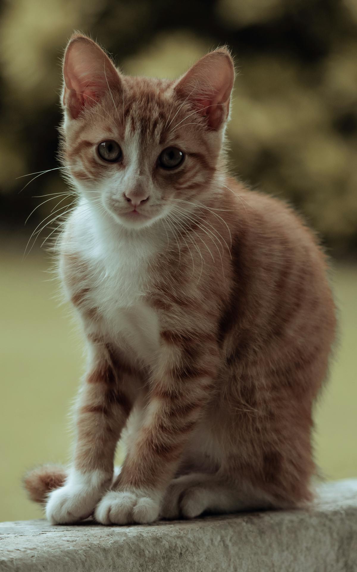 Cat Memes Photos, Download The BEST Free Cat Memes Stock Photos & HD Images