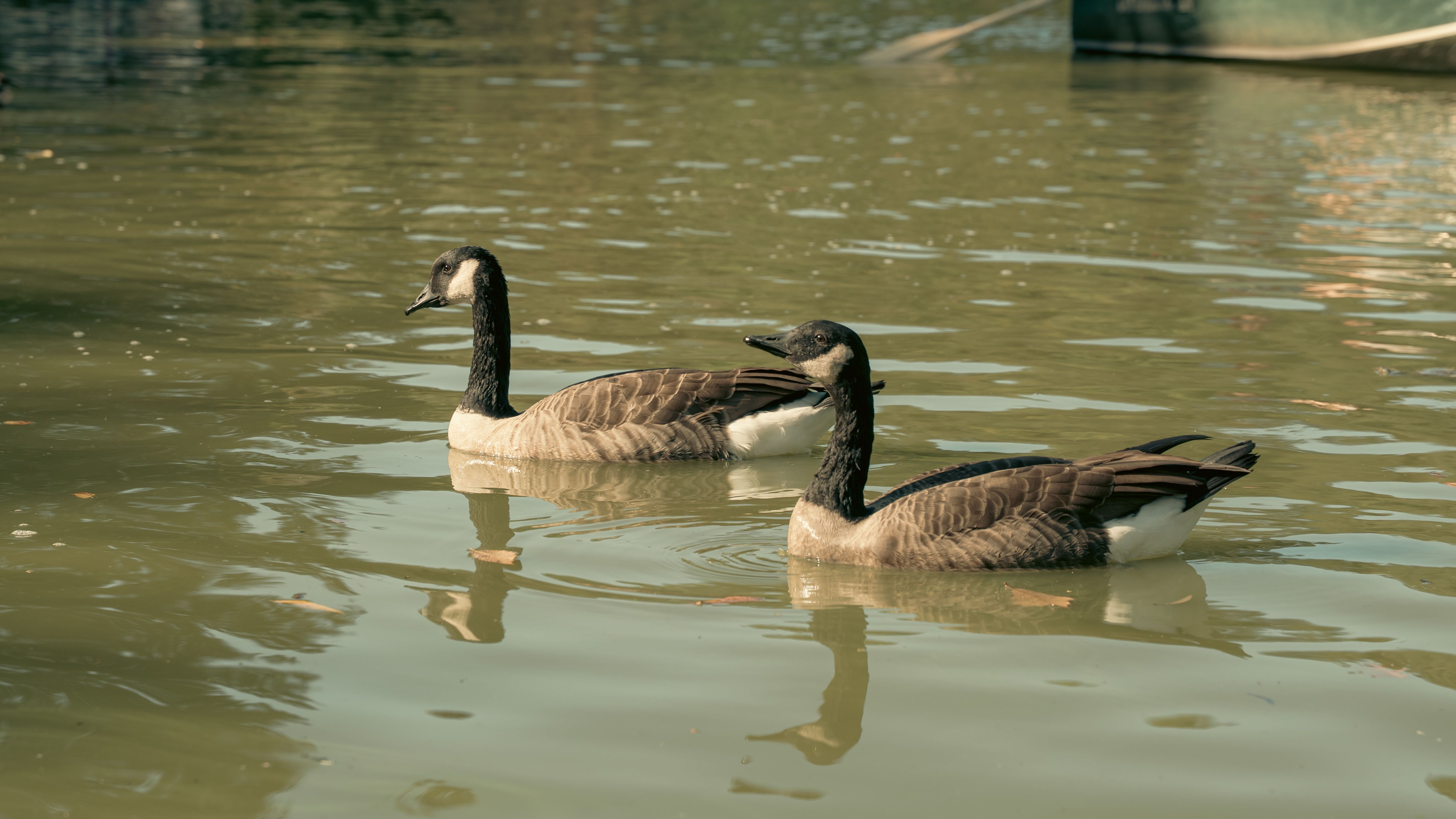 Peaceful Geese Floating in Central Park Lake · Free Stock Photo