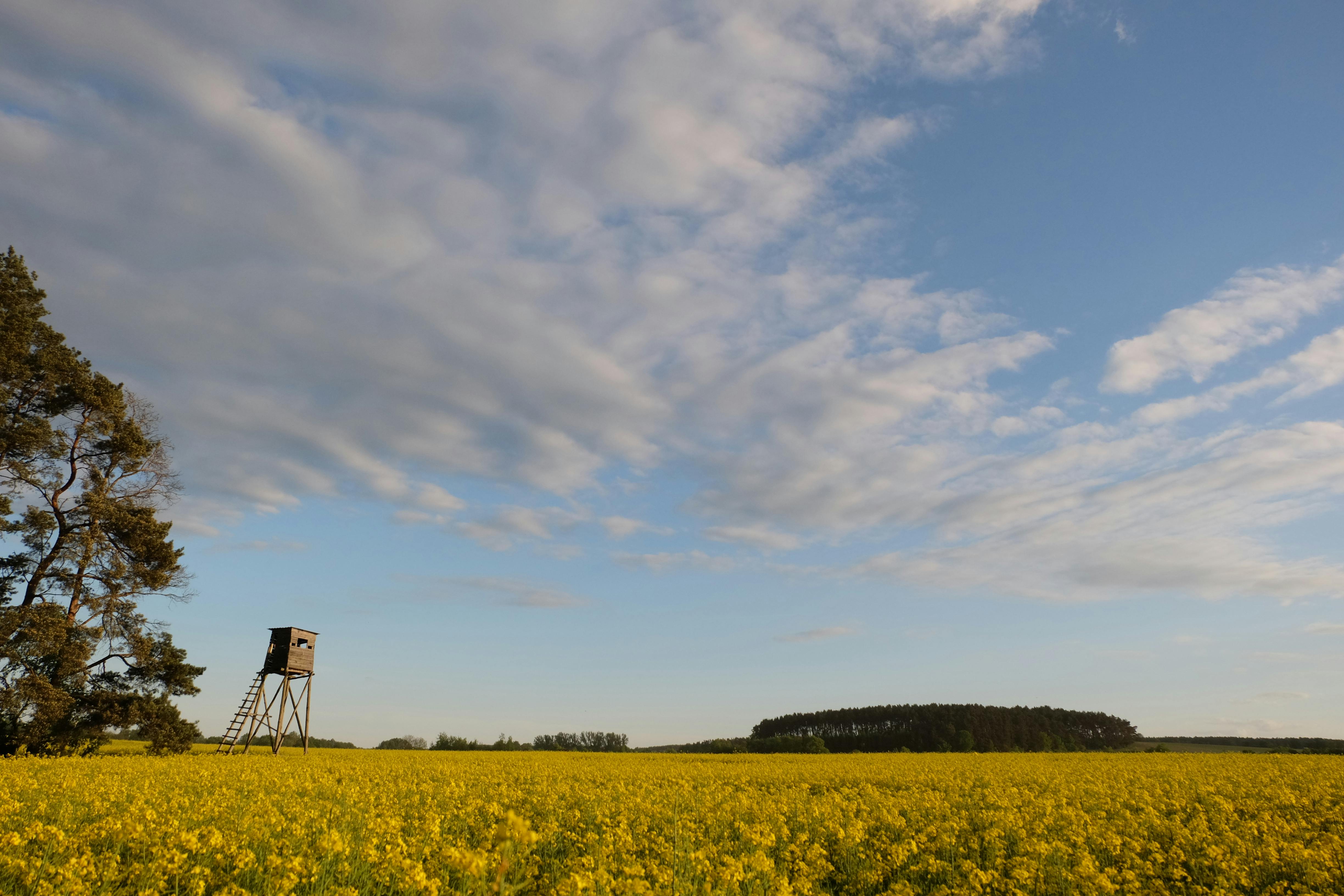 Scenic Rapeseed Field with Hunting Tower and Blue Sky · Free Stock Photo