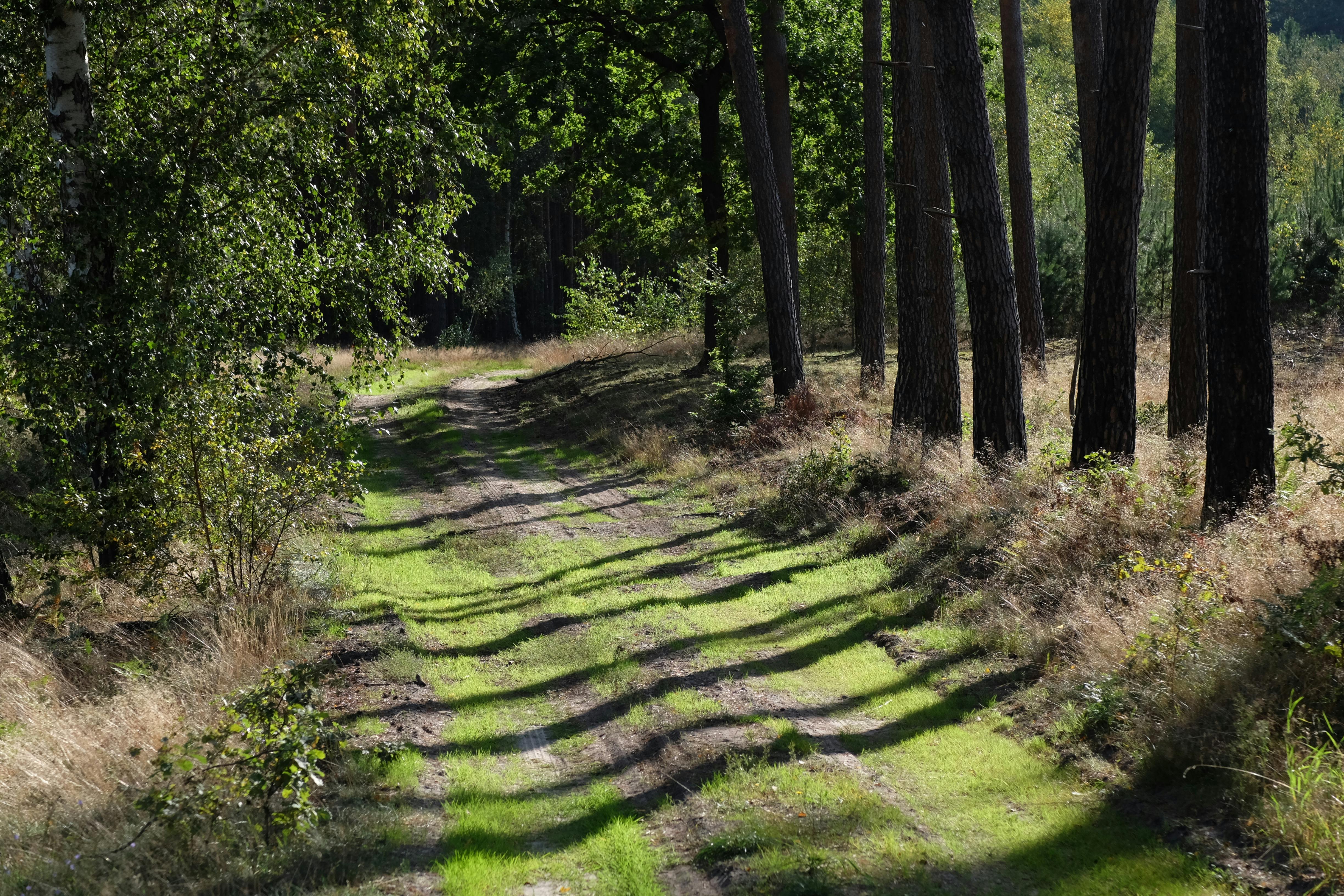 Path Found Photos, Download The BEST Free Path Found Stock Photos & HD ...