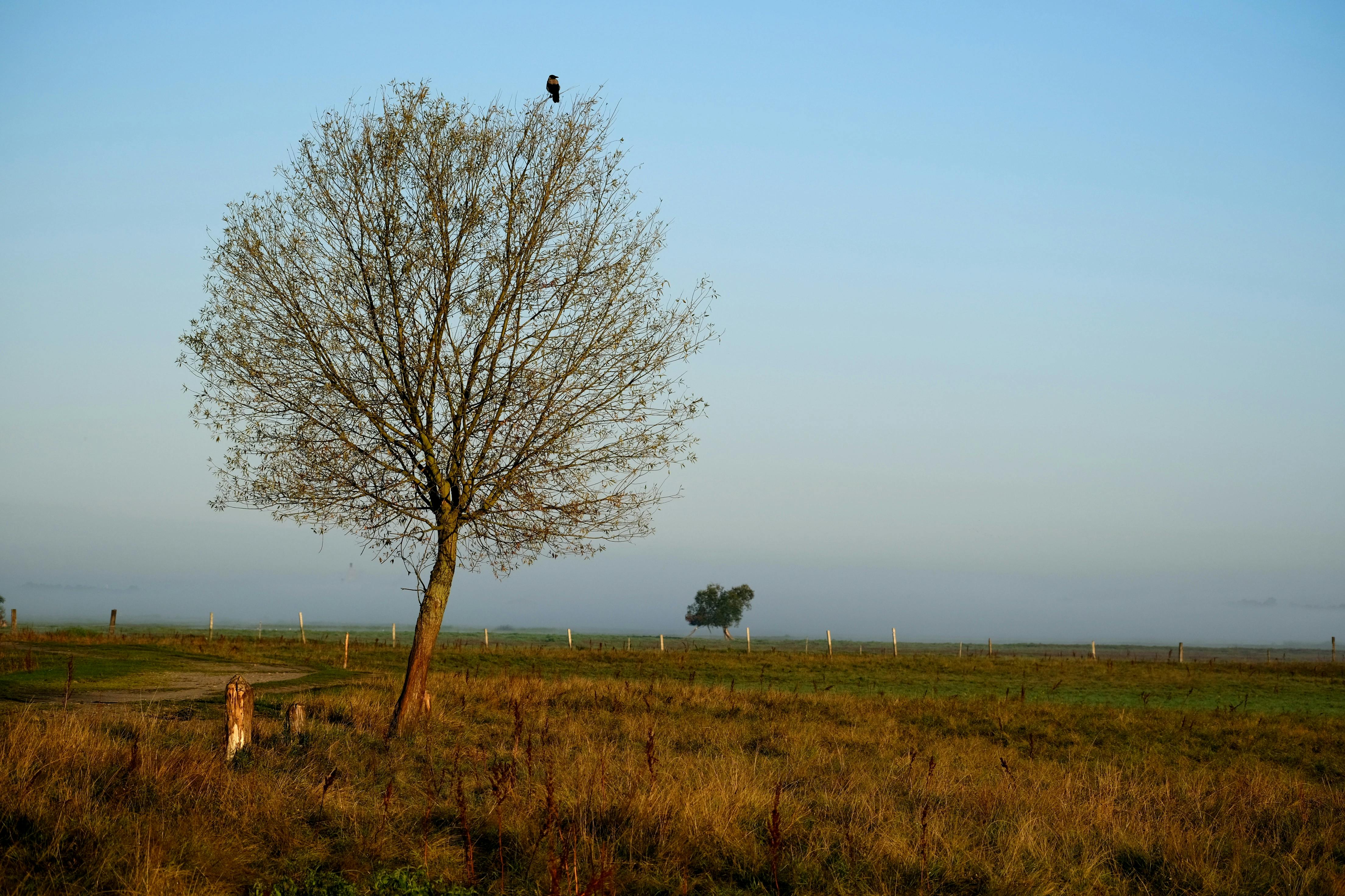 Copac Singuratic într Un Peisaj Vast La Răsărit · Imagine de stoc gratuită