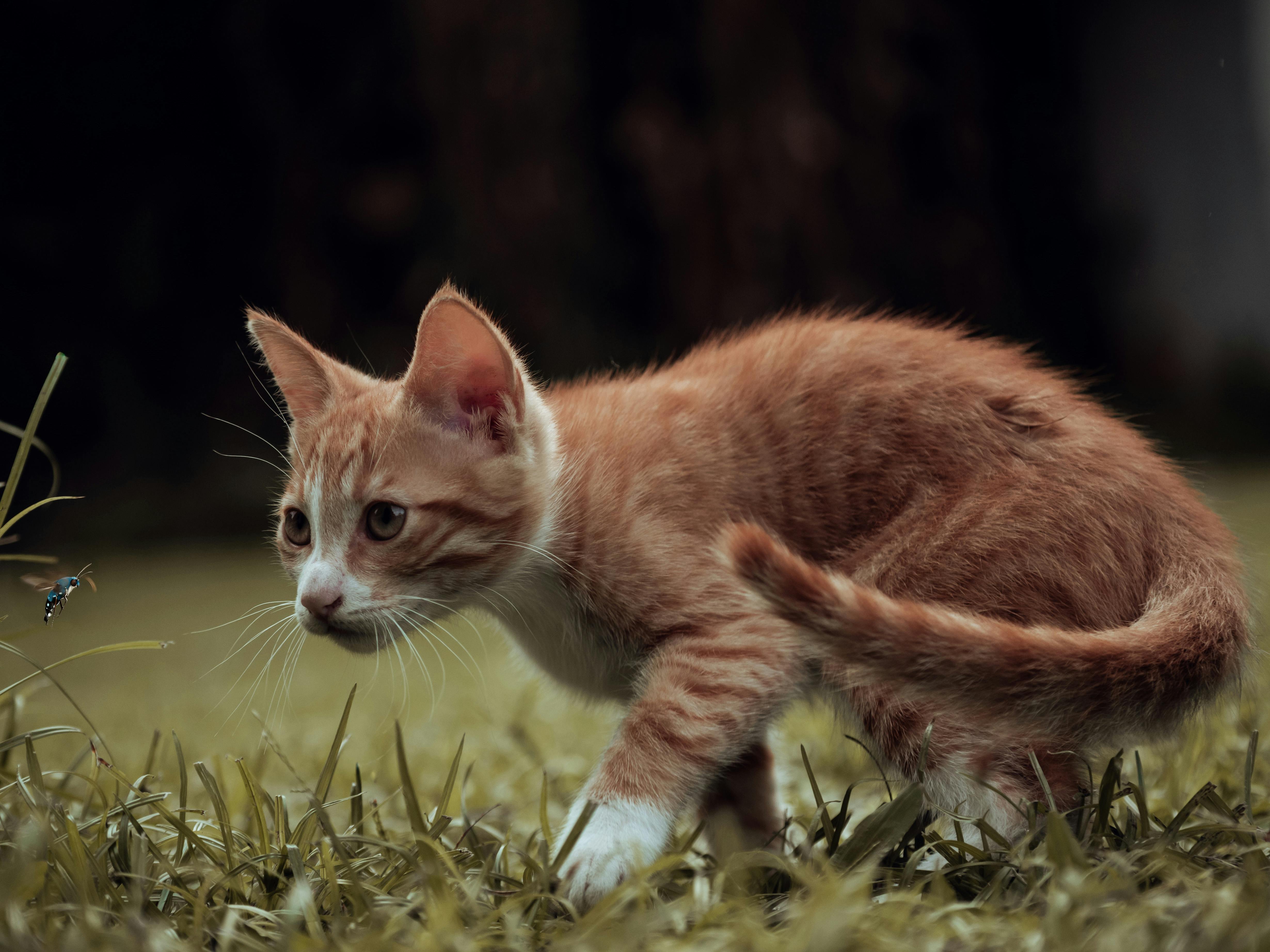 Cat Memes Photos, Download The BEST Free Cat Memes Stock Photos & HD Images