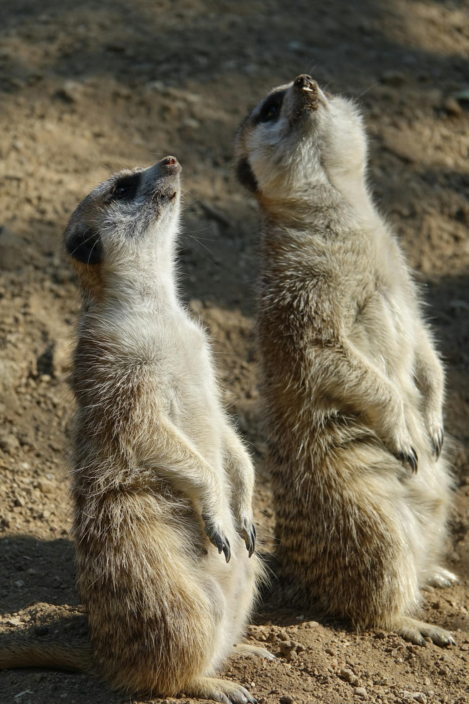 Razorbill+Pair+In+Bolungarvík,+Iceland Photos, Download The BEST Free ...