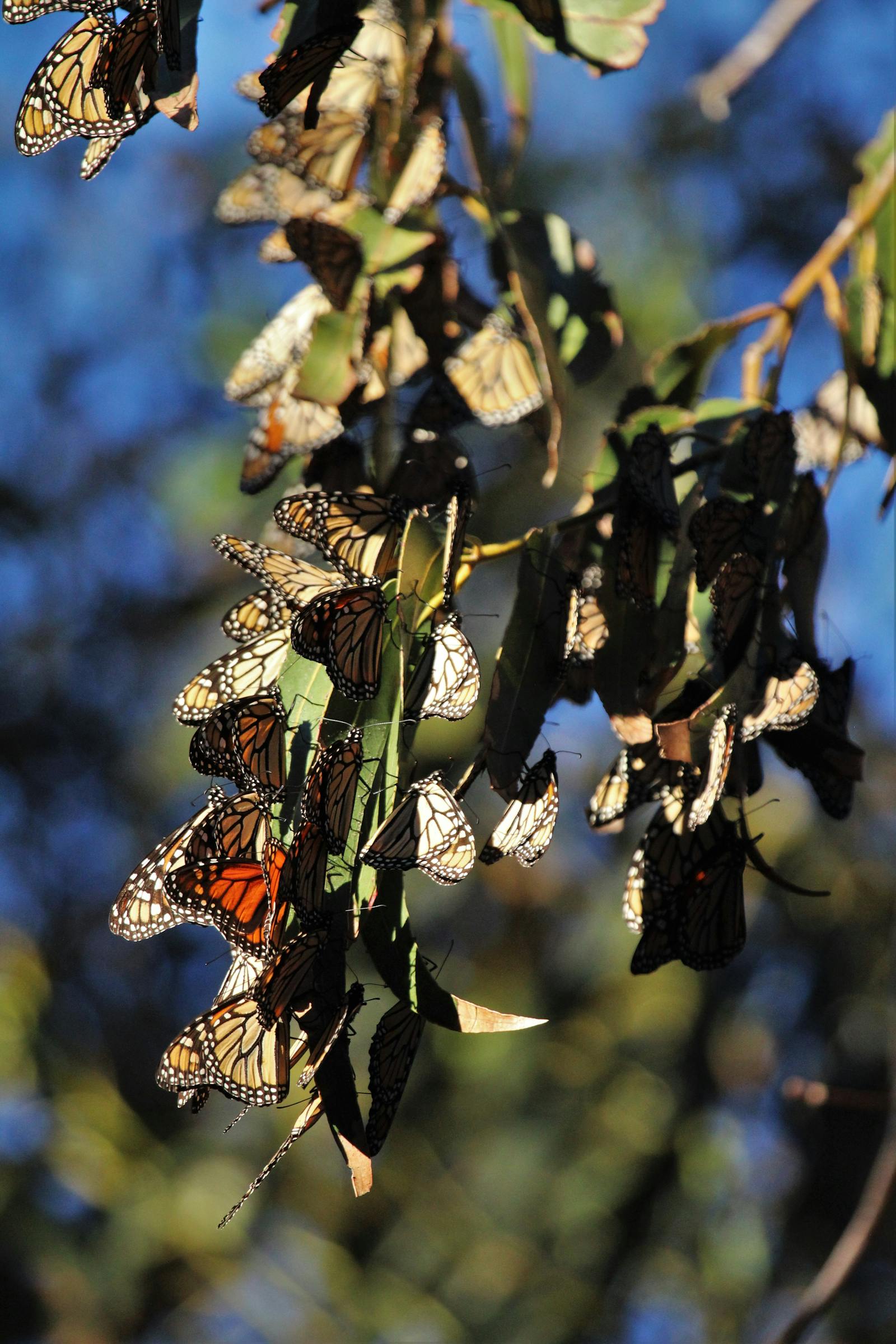 Monarch Butterfly Photos, Download The BEST Free Monarch Butterfly ...