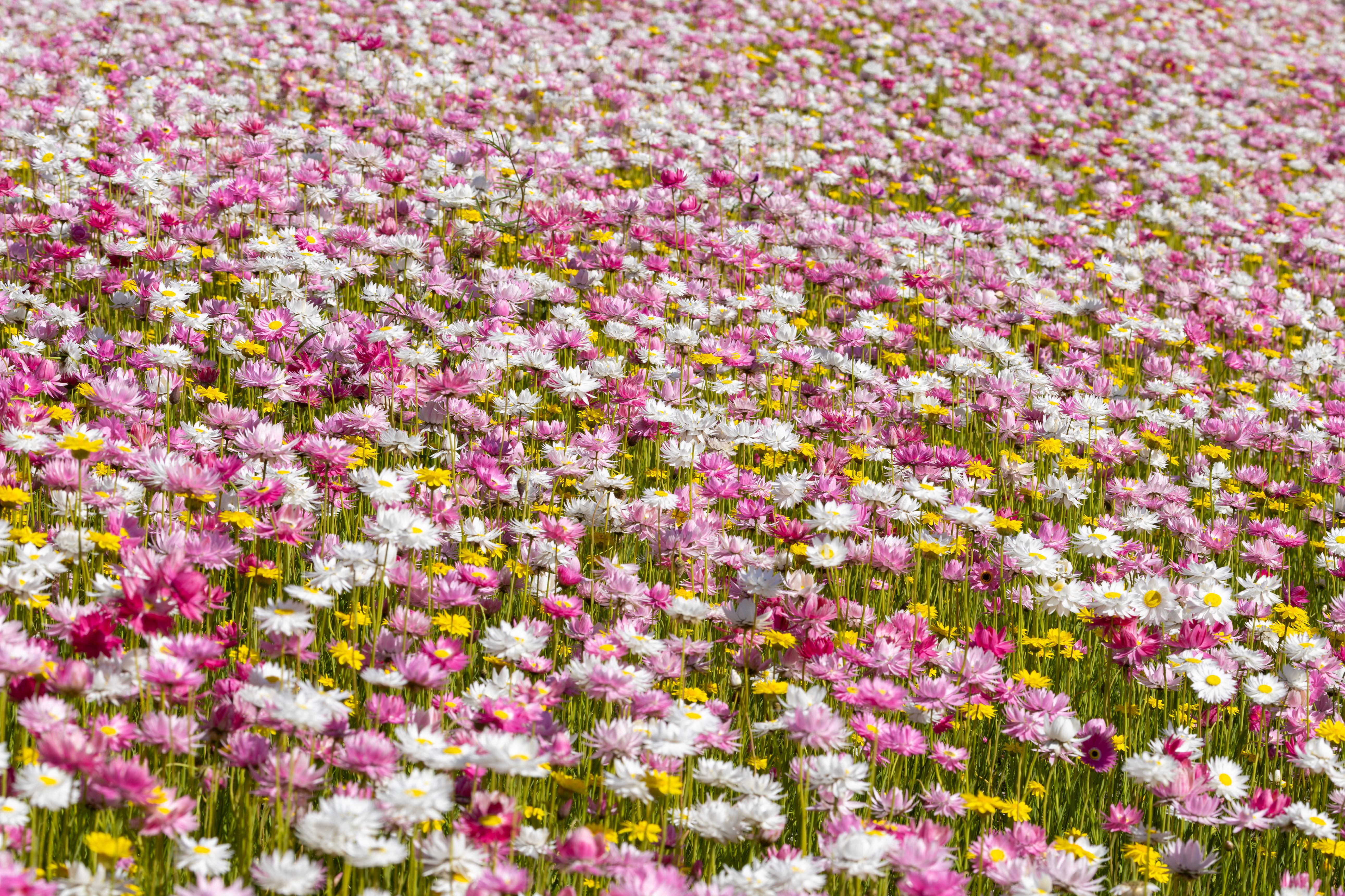 Spring Flowers Blooming Photos, Download The BEST Free Spring Flowers ...