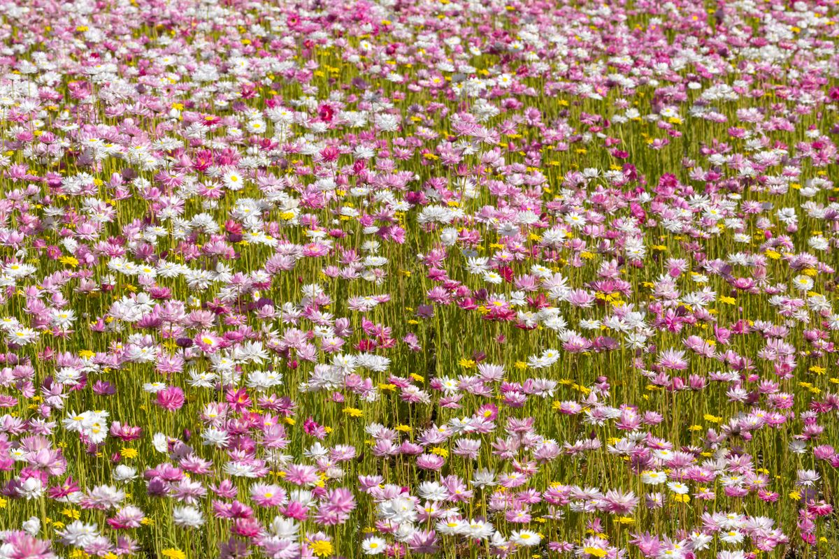 Australia Spring Photos, Download The BEST Free Australia Spring Stock ...
