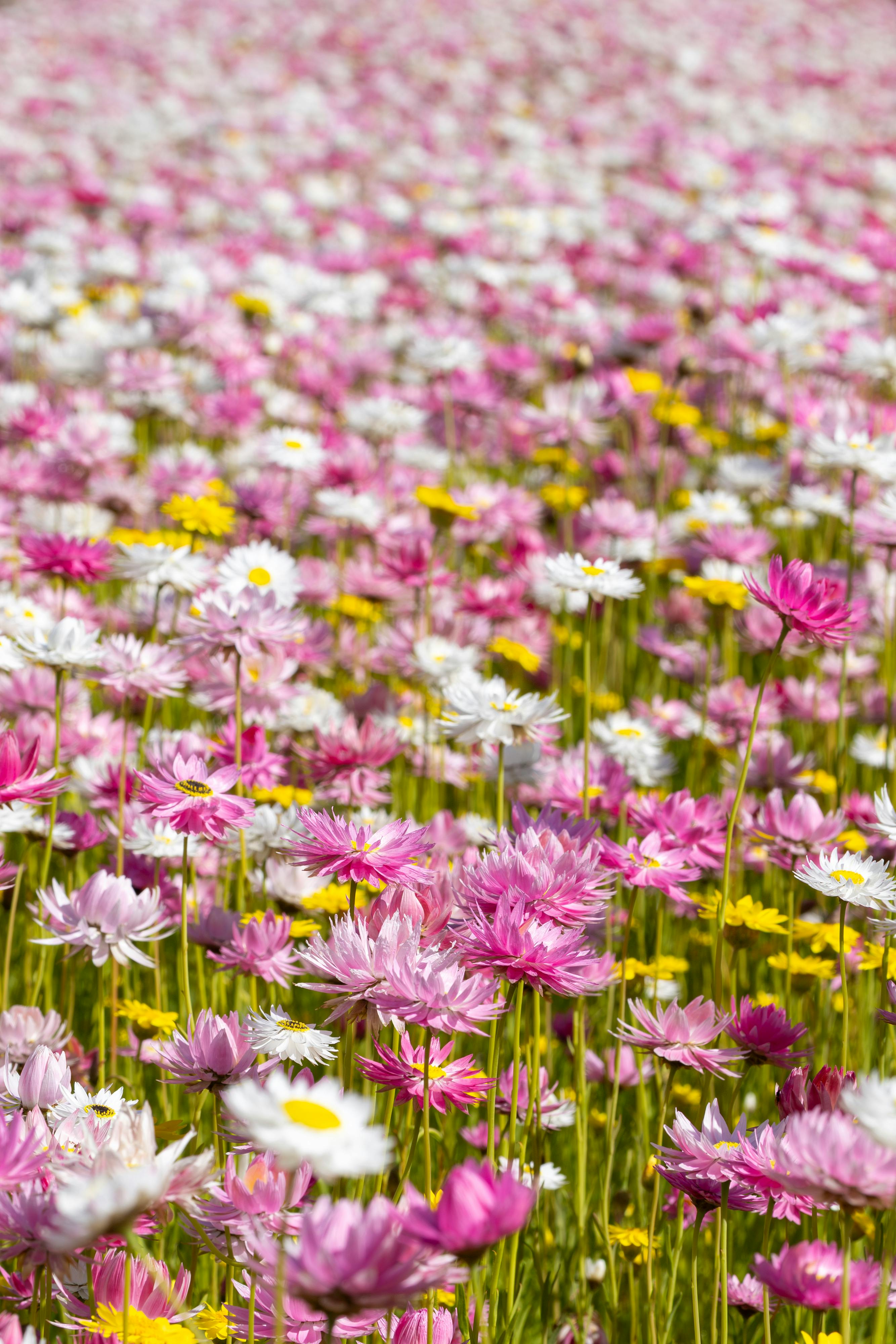 Football Aesthetic Photos, Download The BEST Free Football Aesthetic ...