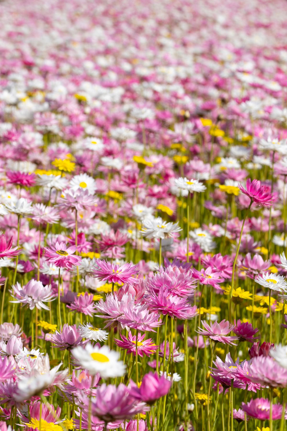 Australia Spring Photos, Download The BEST Free Australia Spring Stock ...