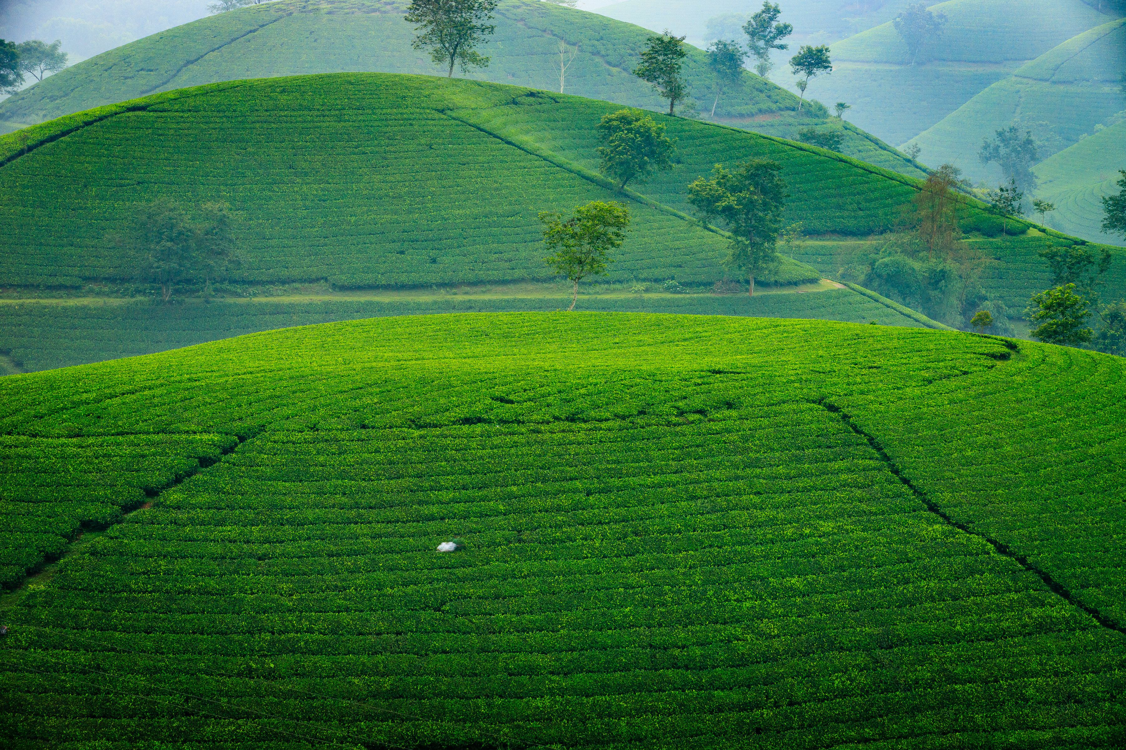 Rolling Tea Hills in Phú Thọ, Vietnam · Free Stock Photo