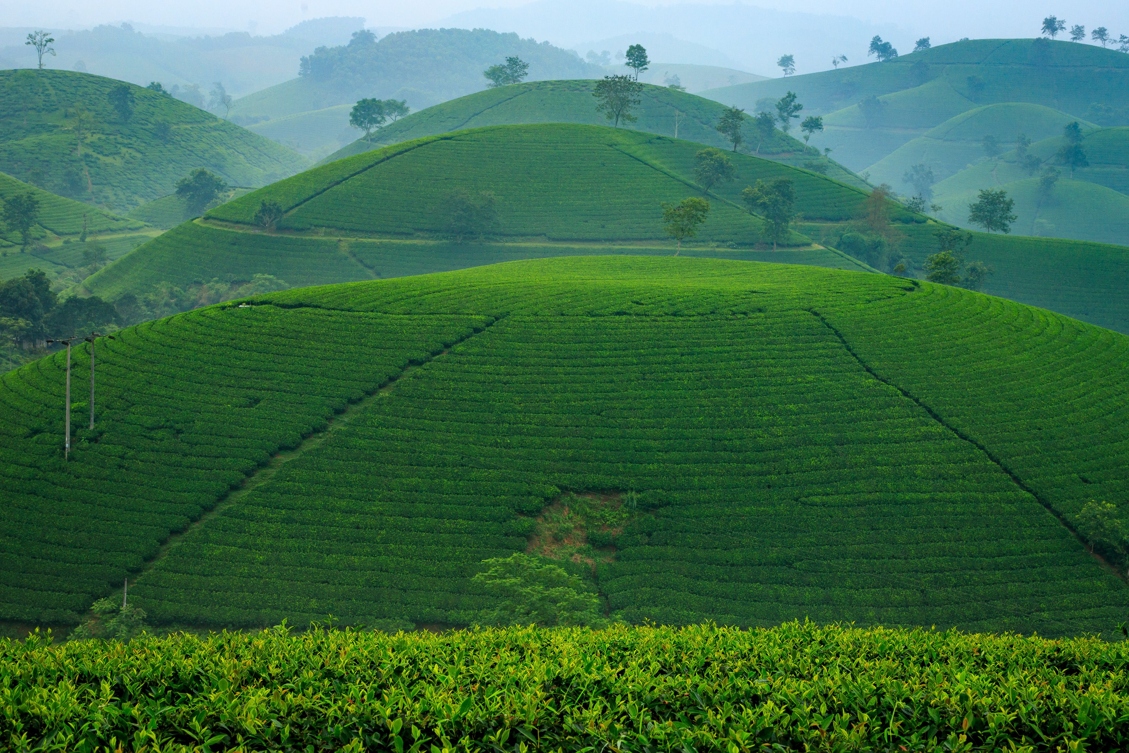 Lush Green Tea Hills in Phú Thọ, Vietnam · Free Stock Photo