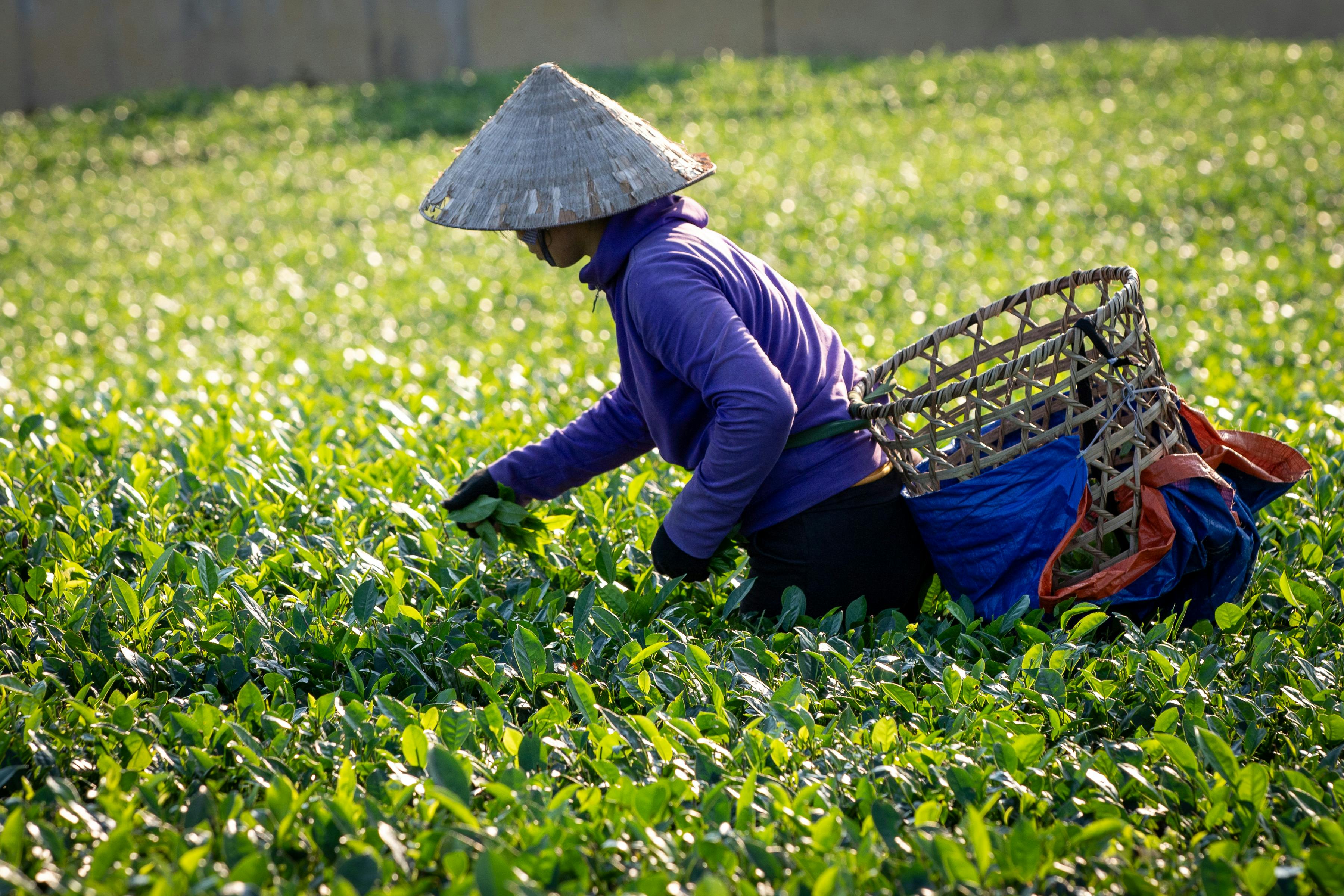 Vietnamese Tea Field Harvesting Scene · Free Stock Photo