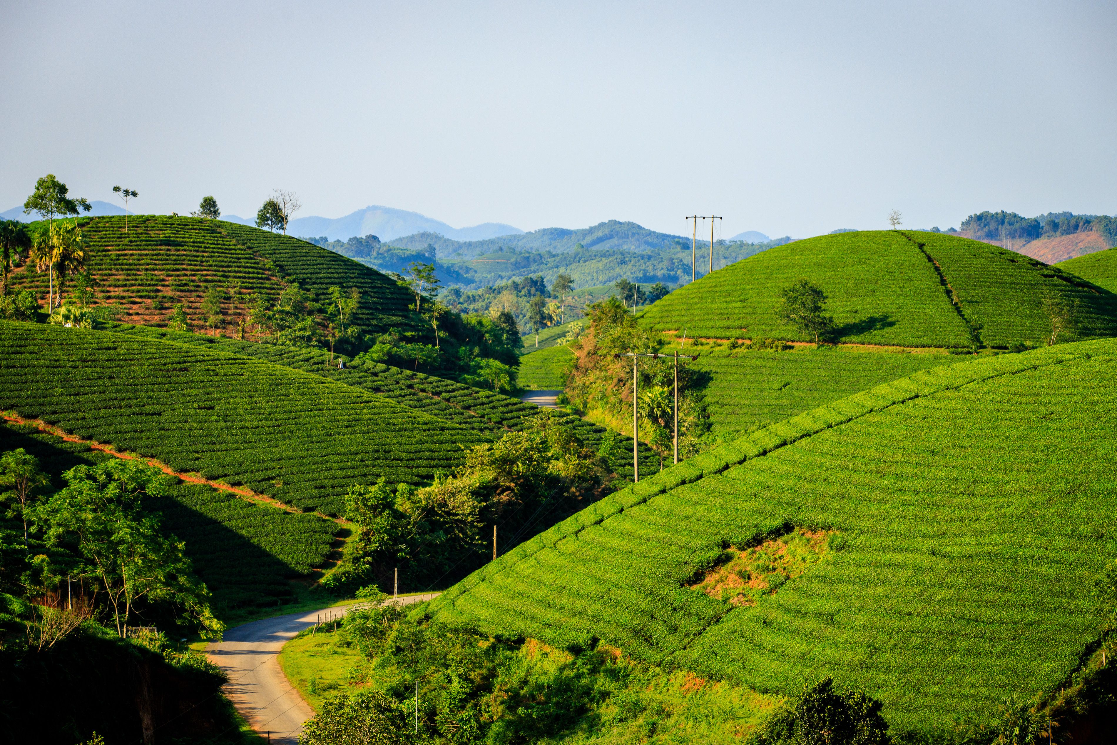 Lush Tea Plantation Hills in Phú Thọ, Vietnam · Free Stock Photo