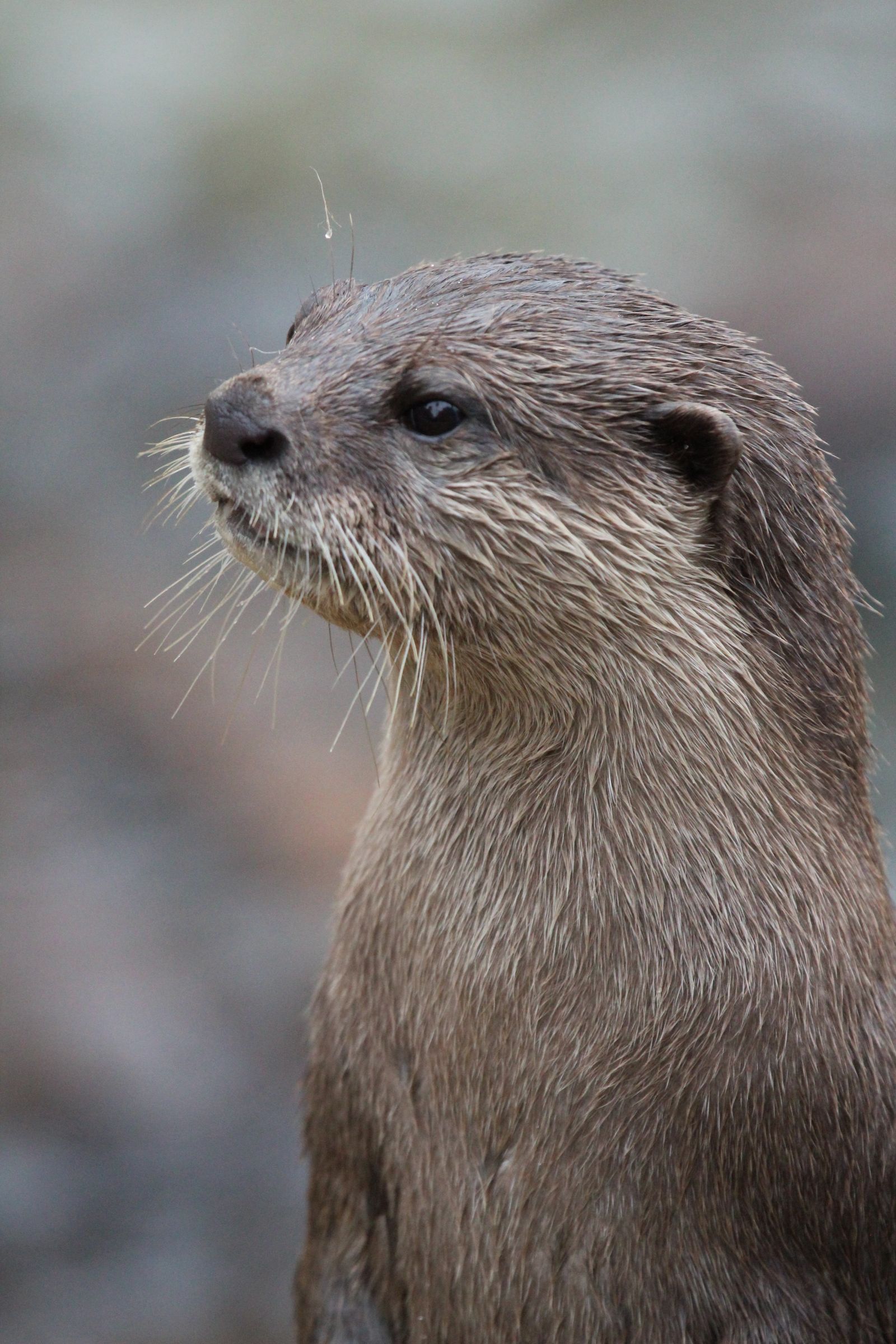 Otter Photos, Download The BEST Free Otter Stock Photos & HD Images