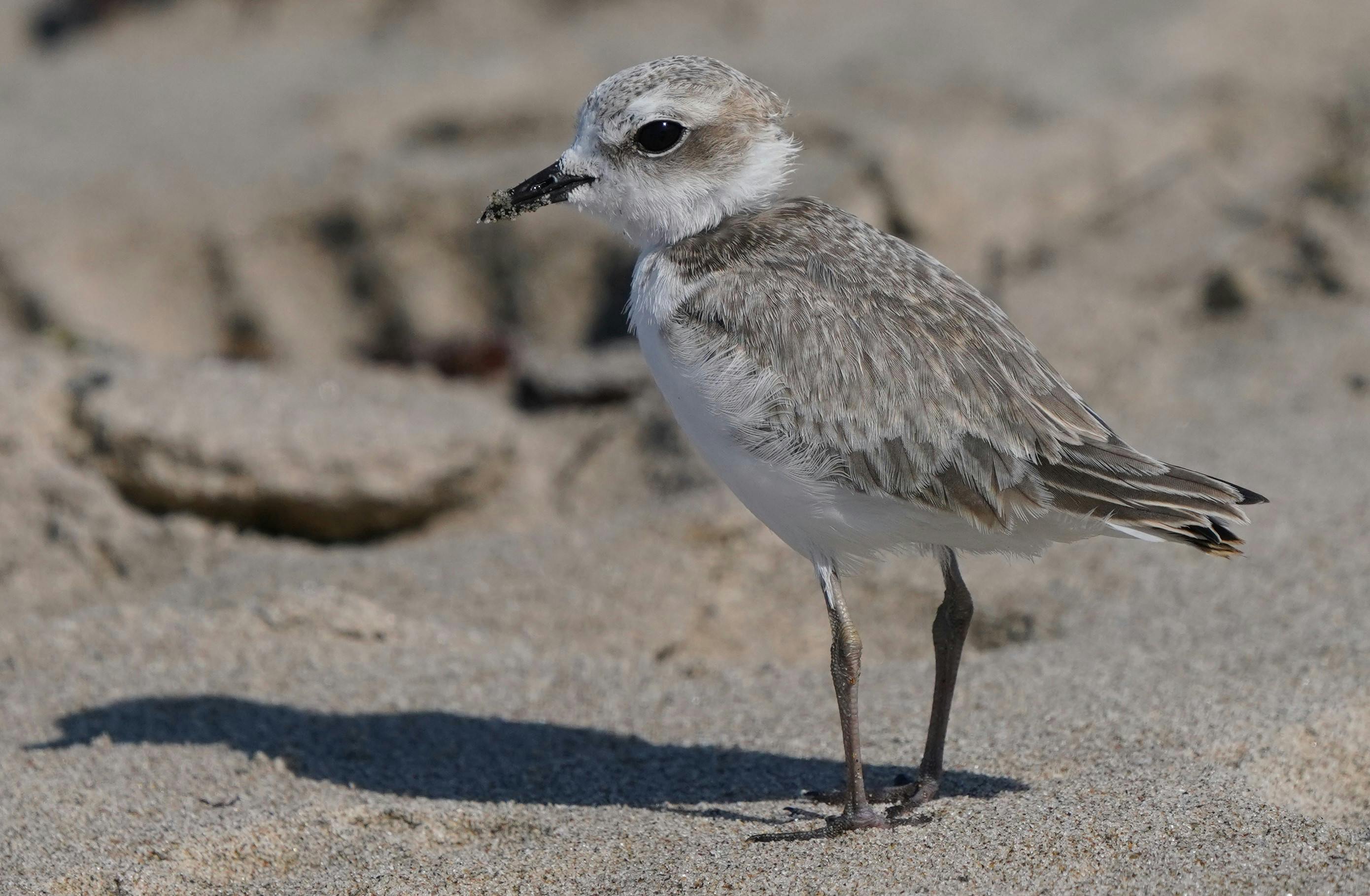 Plover Photos, Download The BEST Free Plover Stock Photos & HD Images
