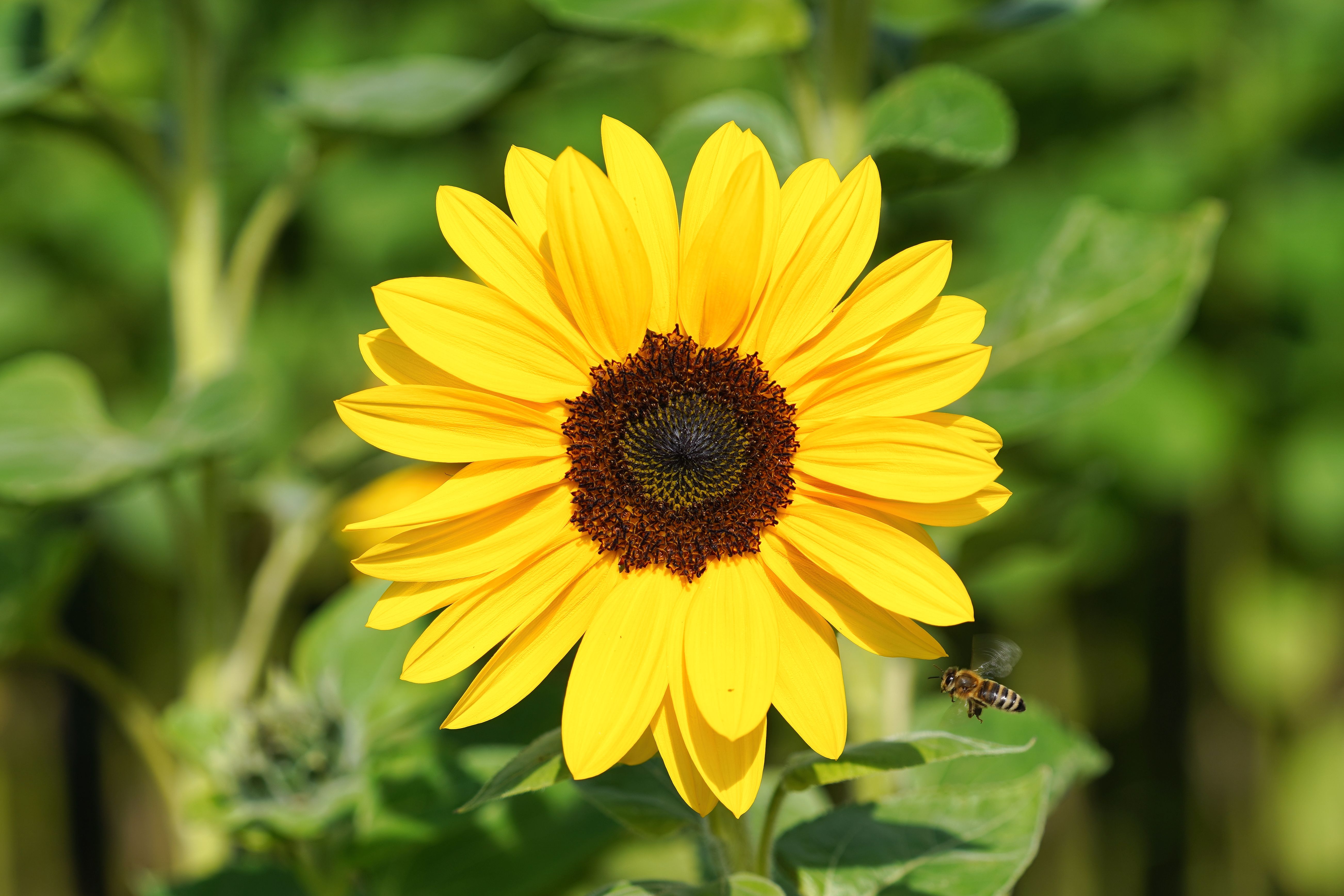 Vibrant Sunflower with Bee in Geesthacht · Free Stock Photo