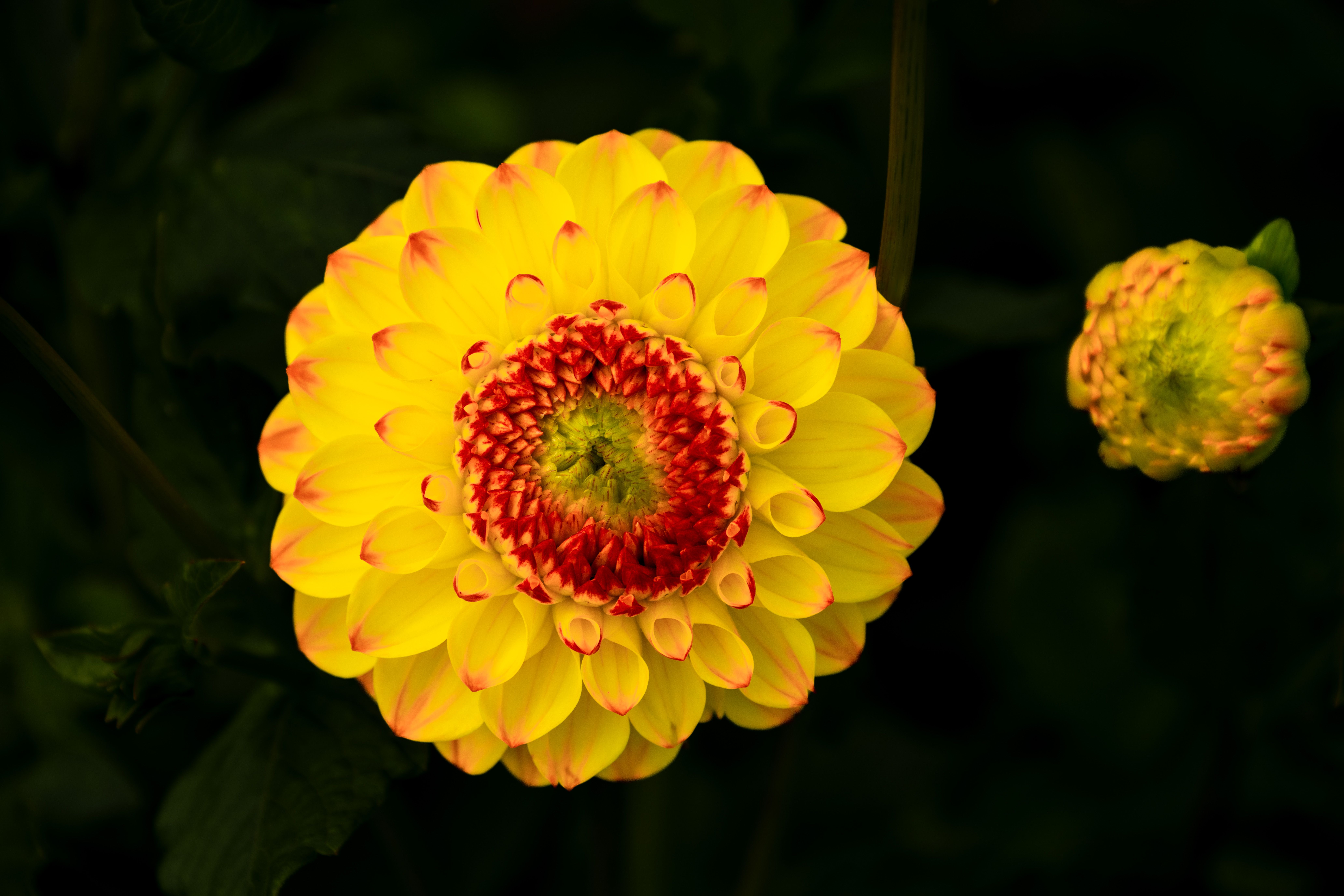 Background Red And Yellow Photos, Download The BEST Free Background Red ...