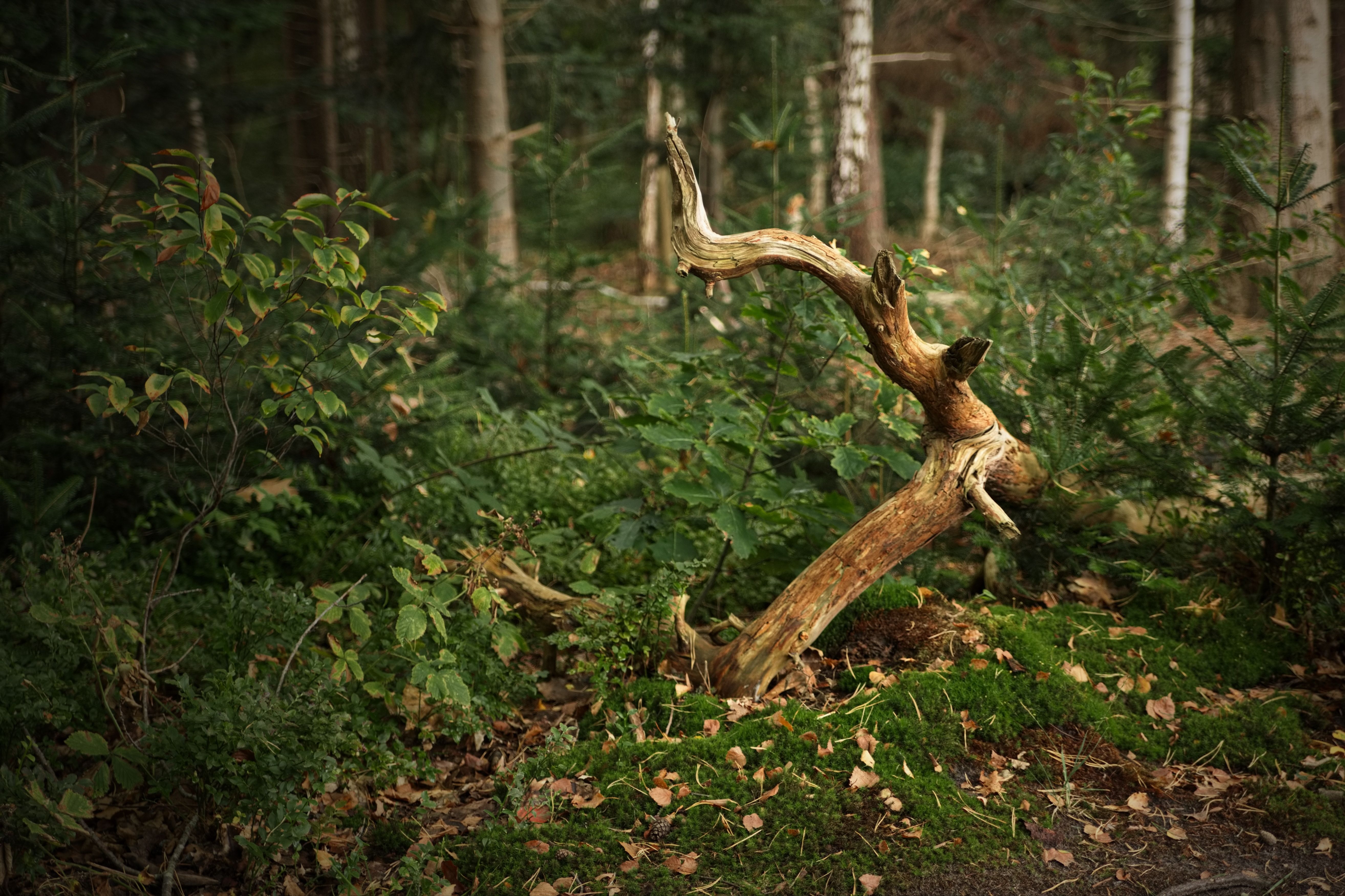 Enchanted Forest Scene with Twisted Tree Trunk · Free Stock Photo