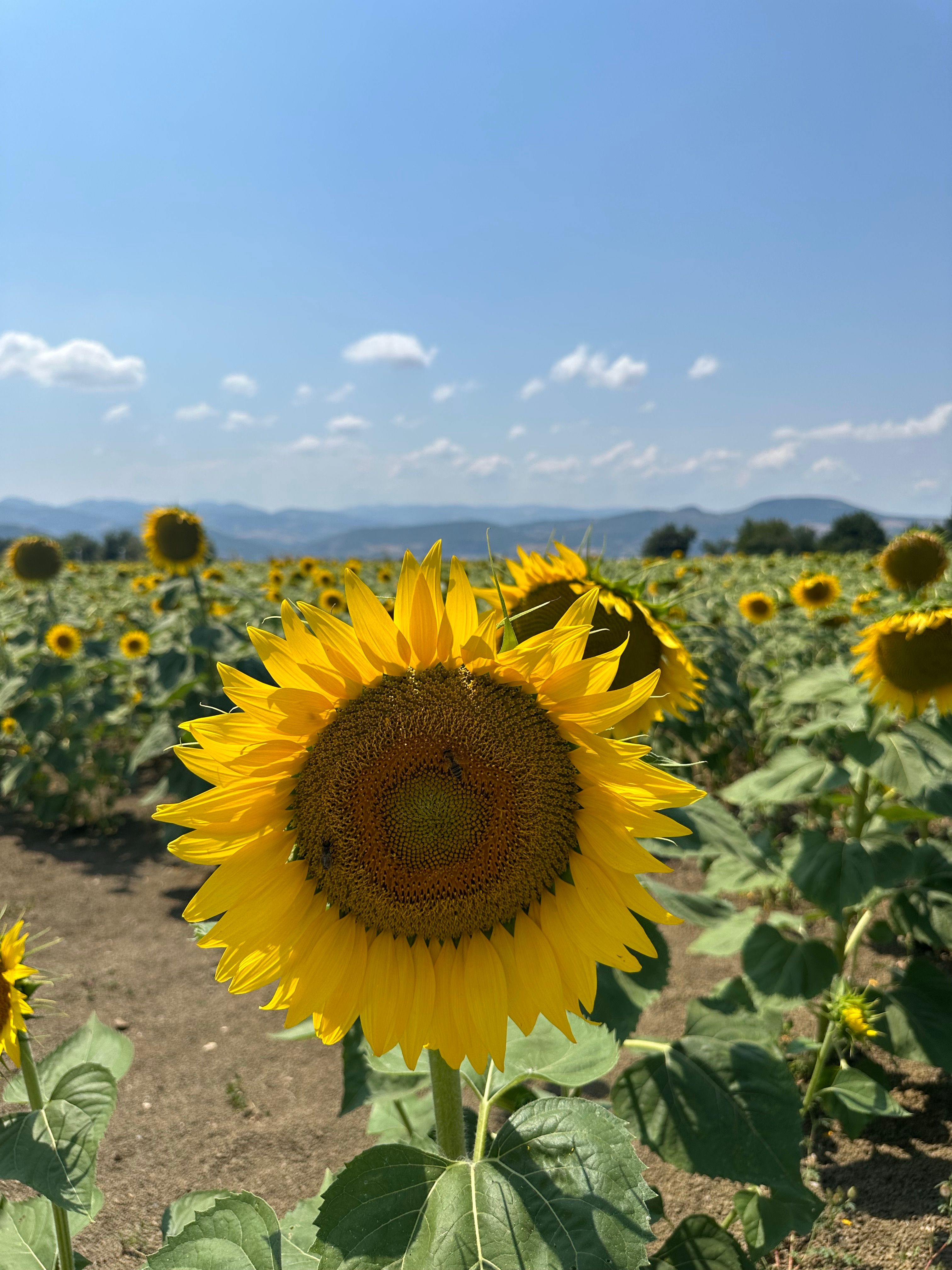 Vibrant Sunflower Field Under Clear Blue Sky · Free Stock Photo