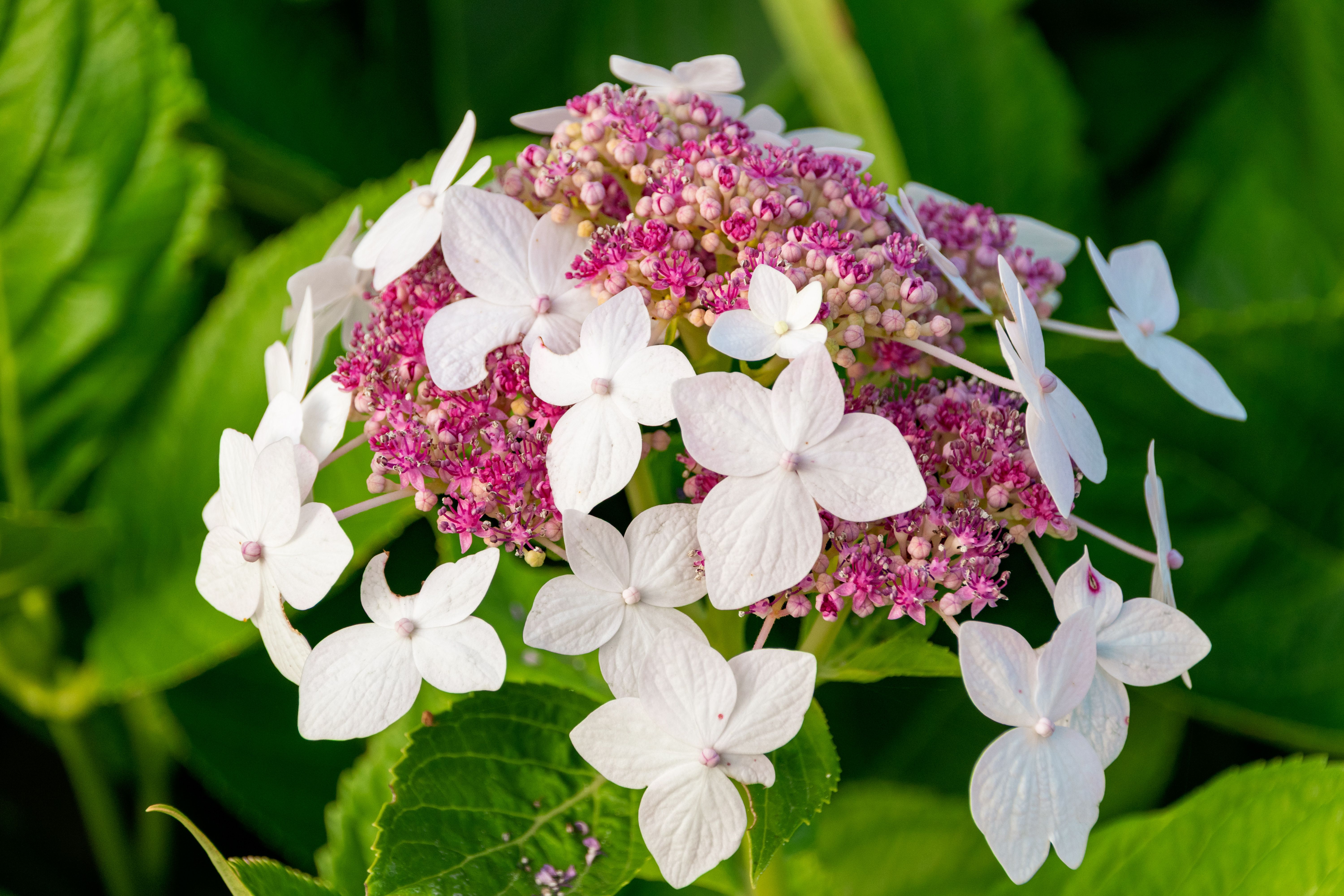 Hydrangea Photos, Download The BEST Free Hydrangea Stock Photos & HD Images