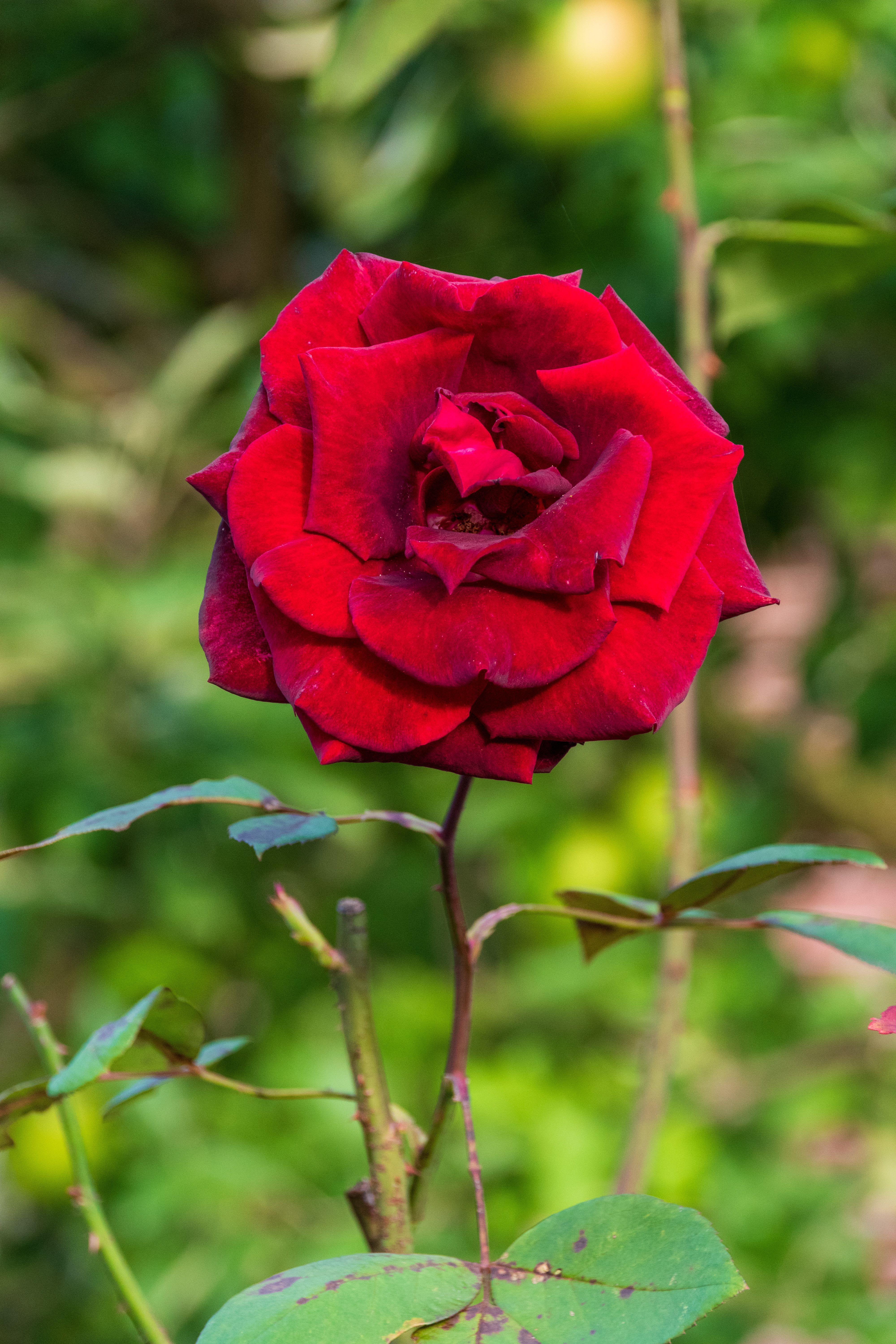 Macro Shot of a Vibrant Red Rose in Bloom · Free Stock Photo
