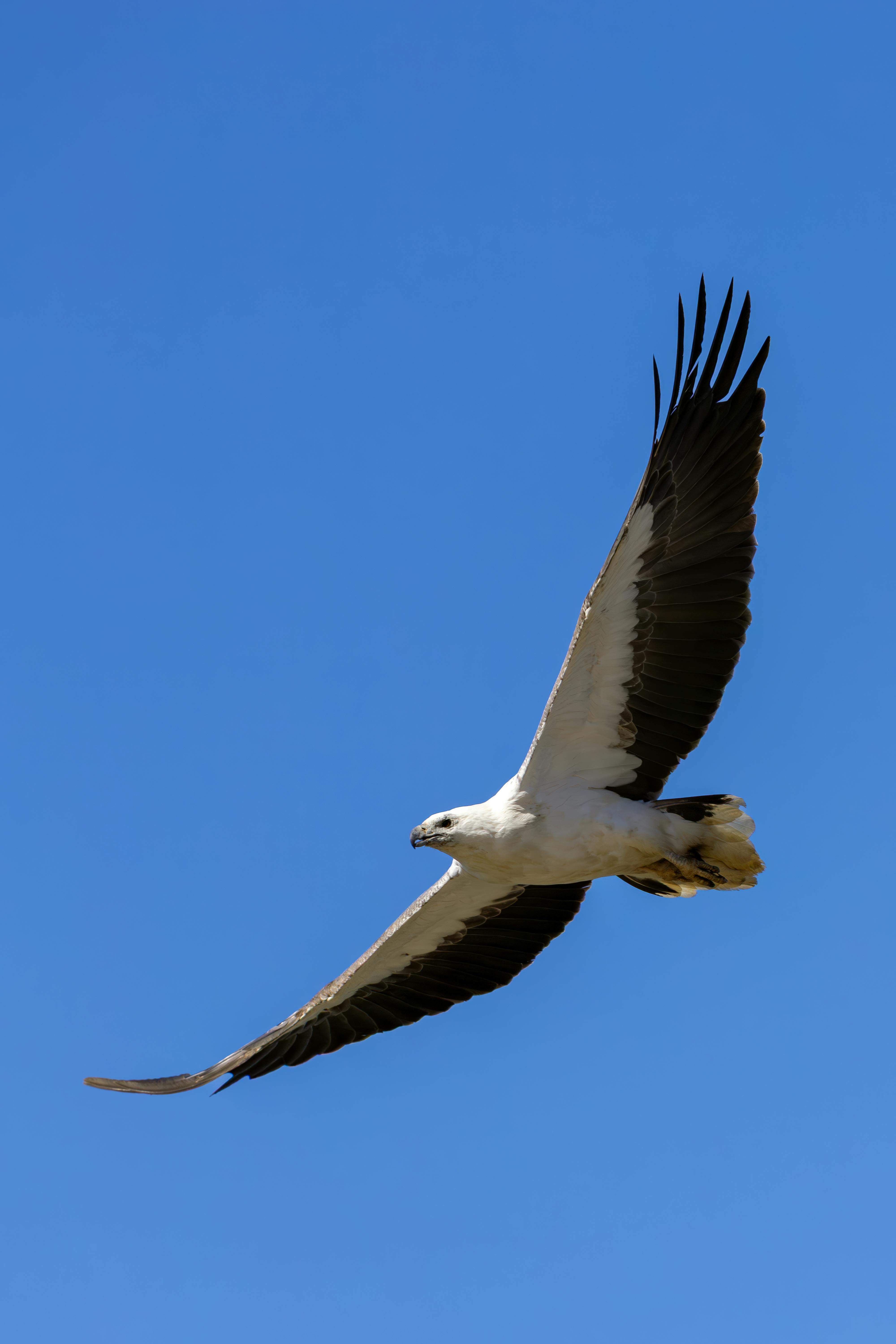 Bald Eagle In Flight Photos, Download The BEST Free Bald Eagle In ...