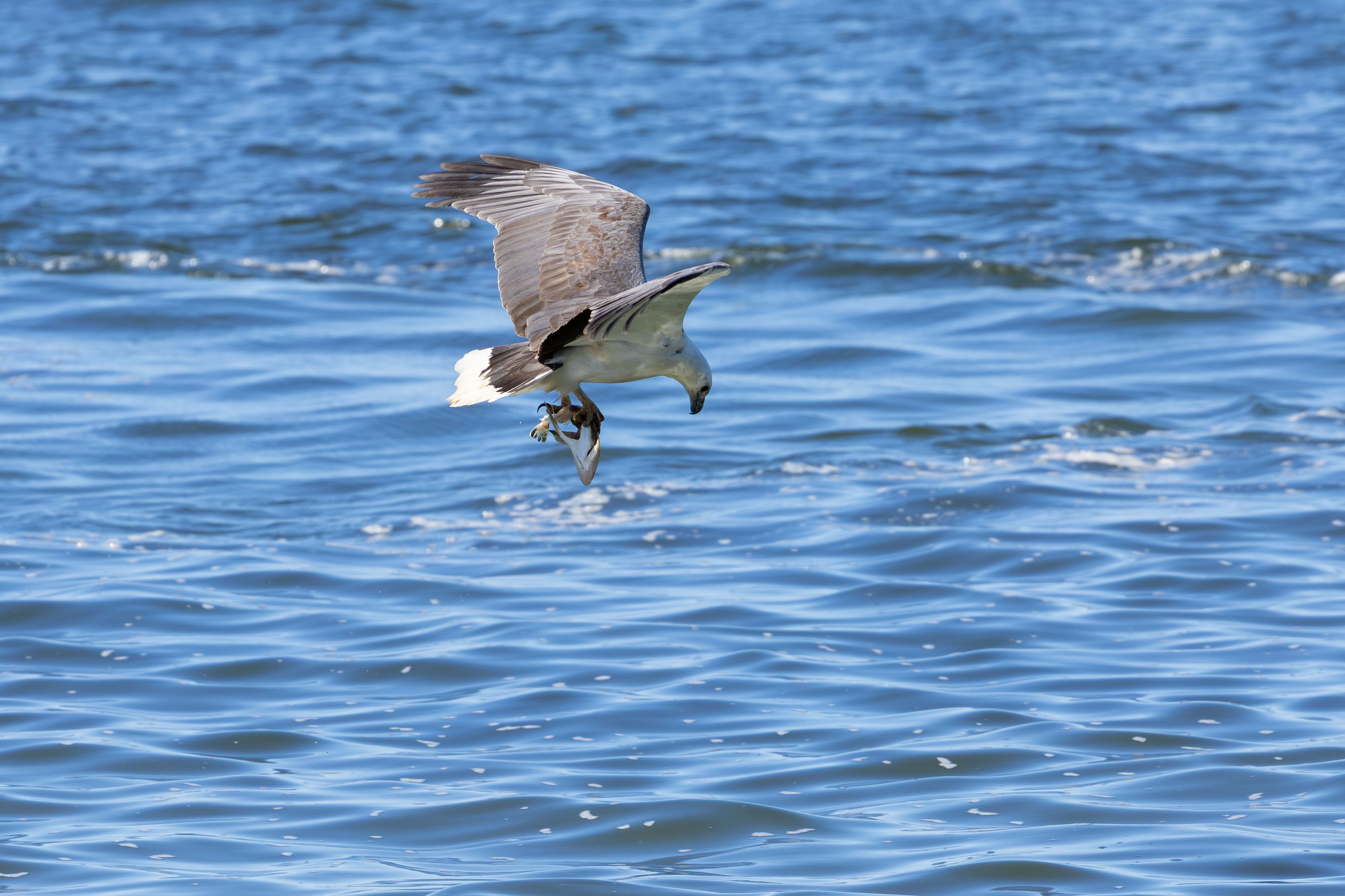 Australian Sea Eagle Photos, Download The BEST Free Australian Sea ...