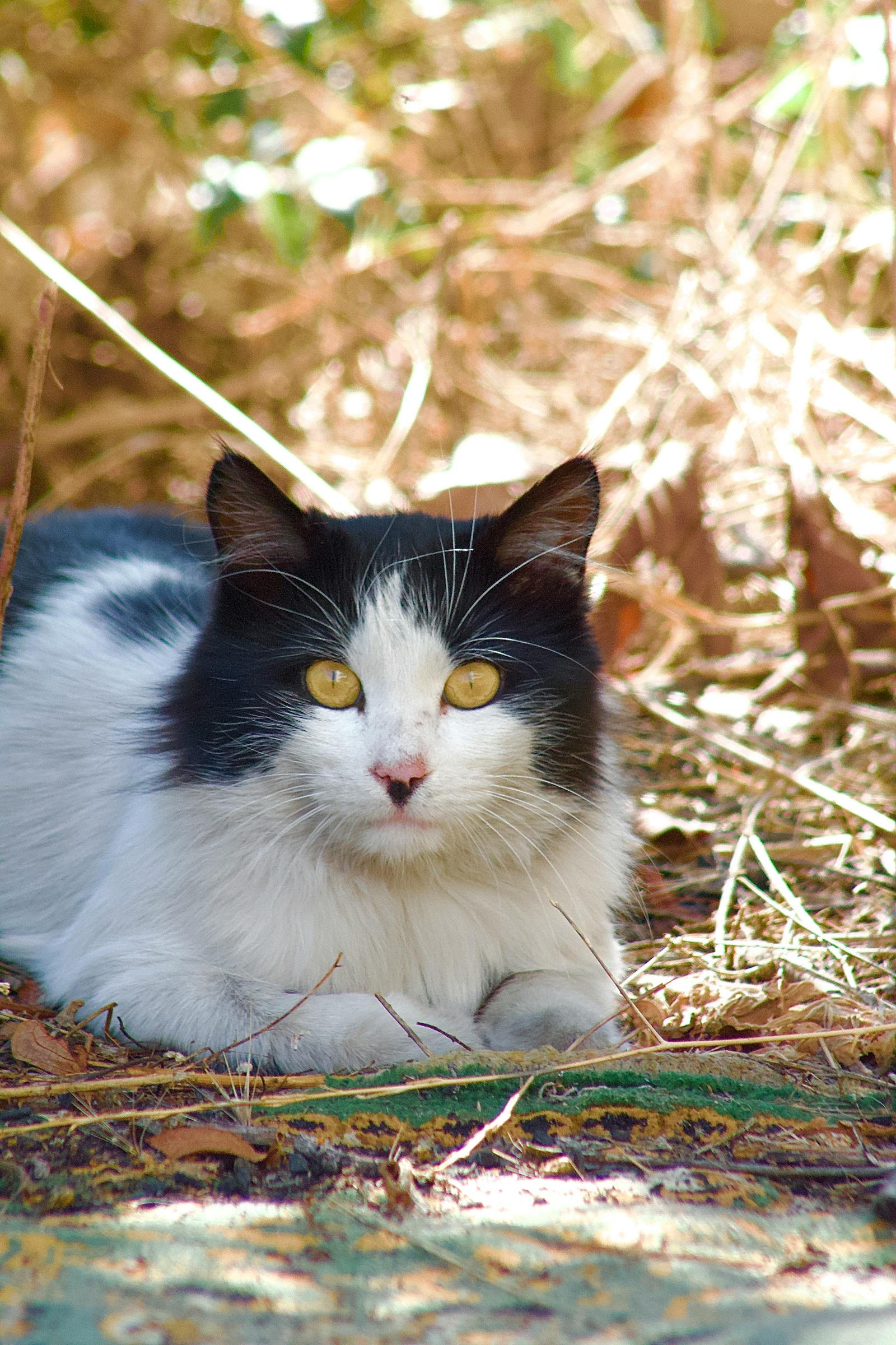 Anime Girl 4k Black Photos, Download The BEST Free Anime Girl 4k Black ...