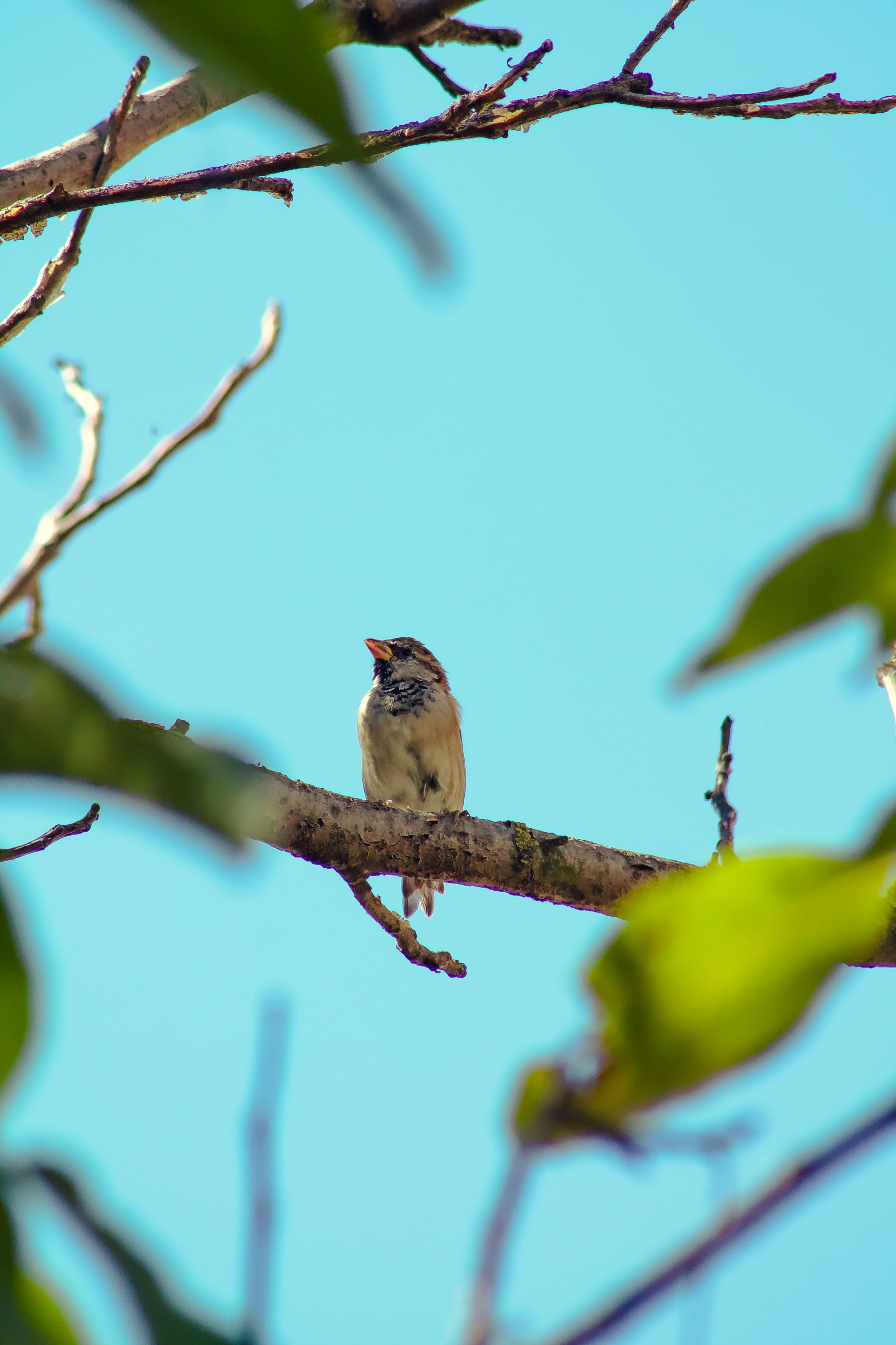 Wildlife 4k Animals Photos, Download The BEST Free Wildlife 4k Animals ...