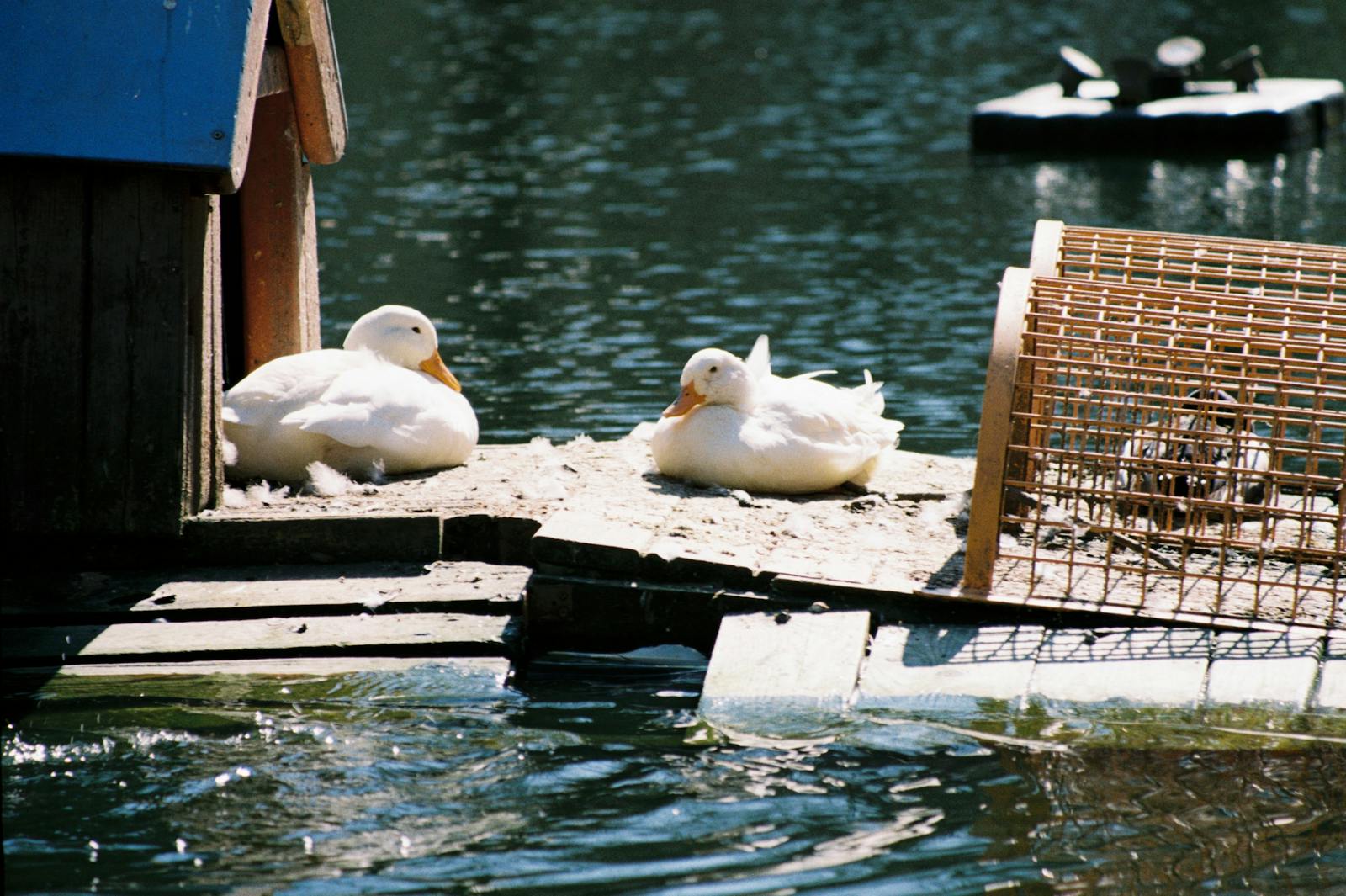 Lake Albert Uganda Photos, Download The BEST Free Lake Albert Uganda ...