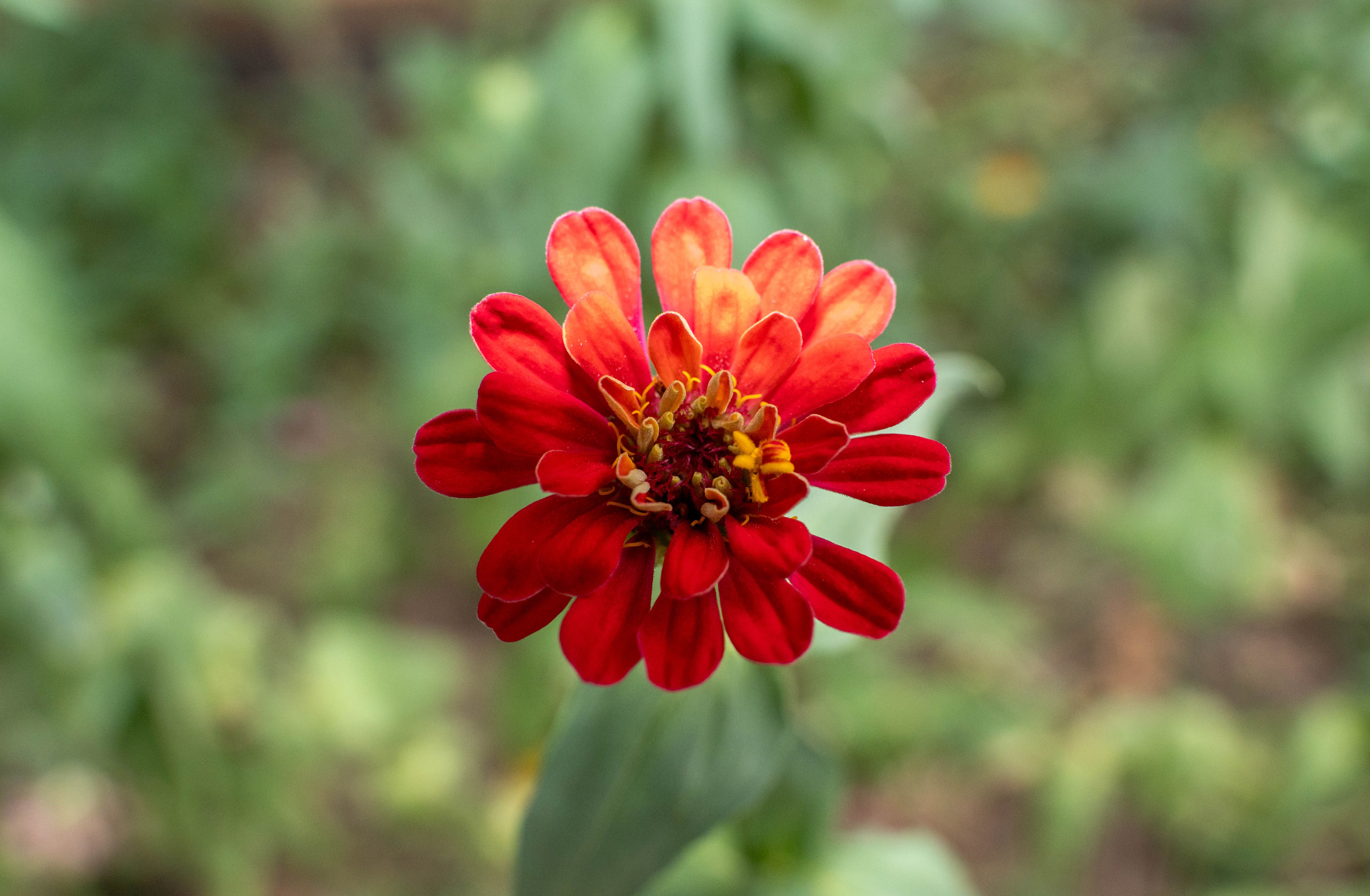 Flower Landscape Photos, Download The BEST Free Flower Landscape Stock ...