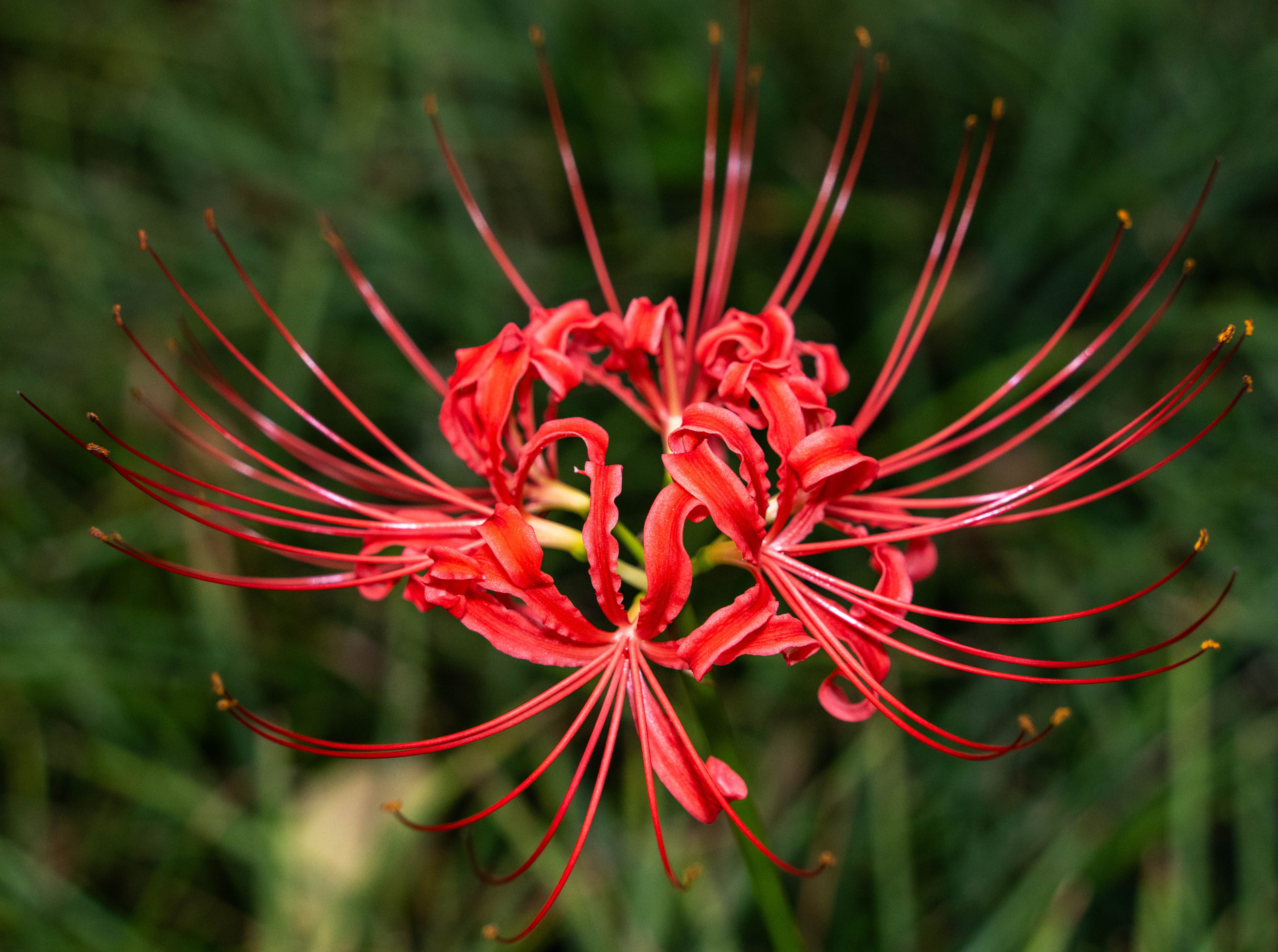Chinese Lily Photos, Download The BEST Free Chinese Lily Stock Photos ...