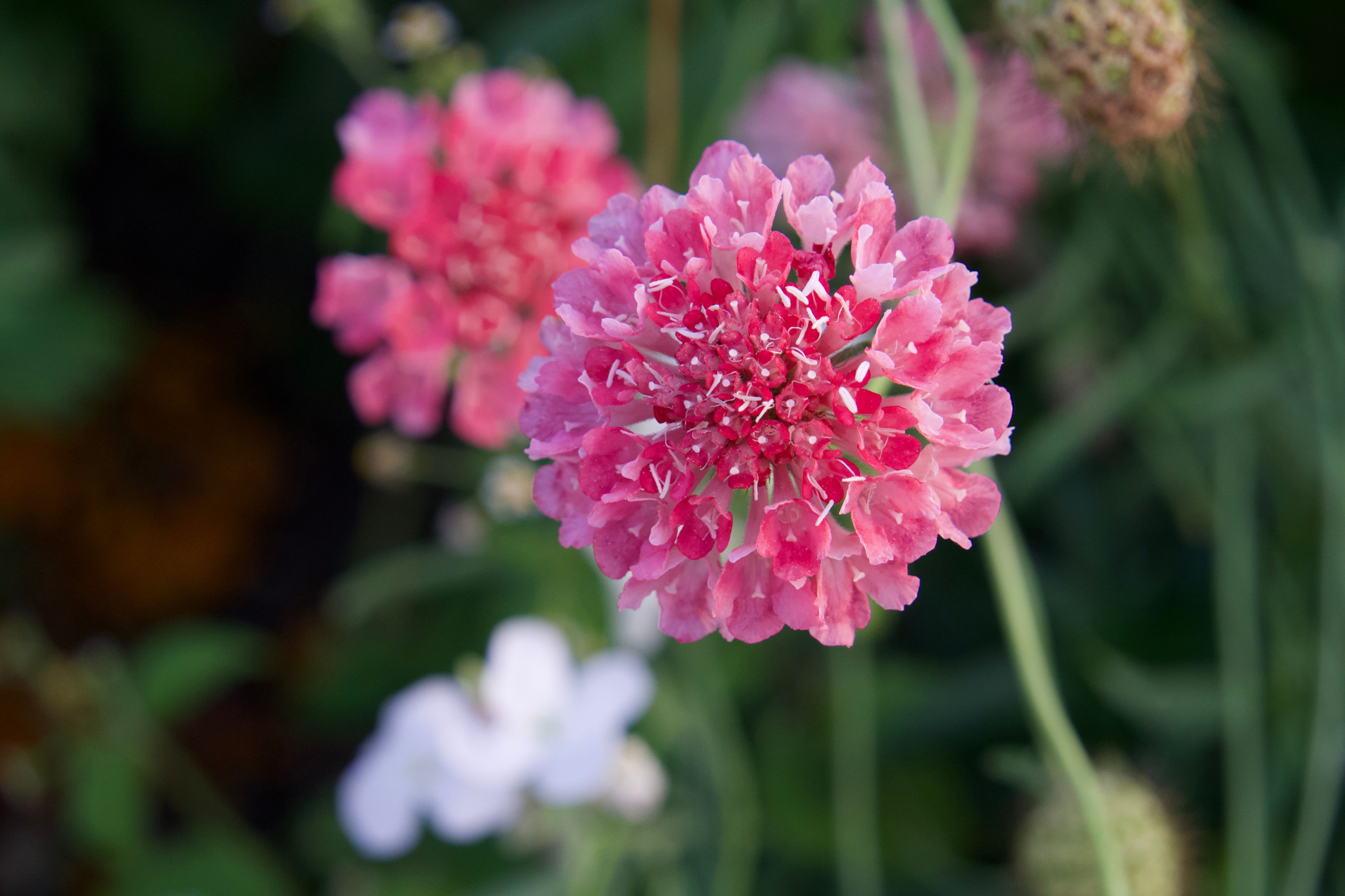 Pink Scabiosa Photos, Download The BEST Free Pink Scabiosa Stock Photos ...