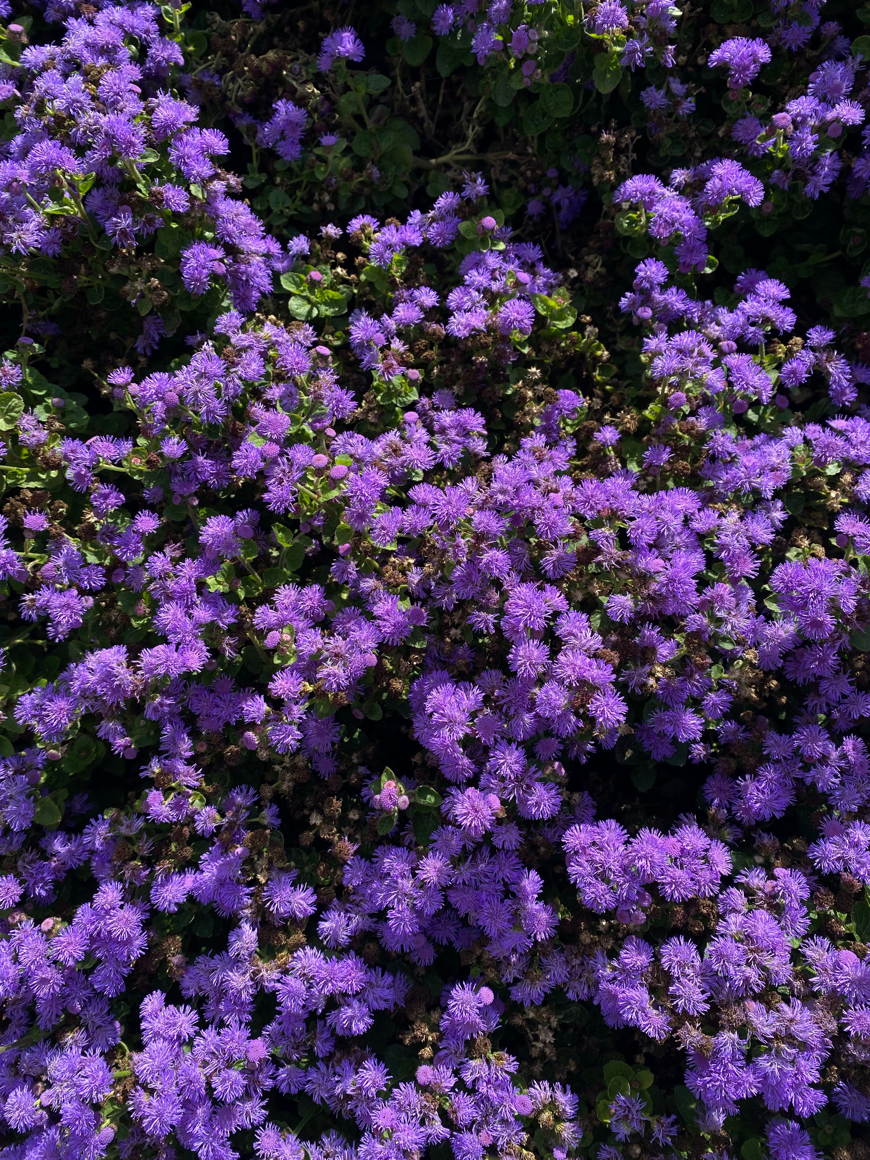 Purple Flowers With Green Leaves · Free Stock Photo
