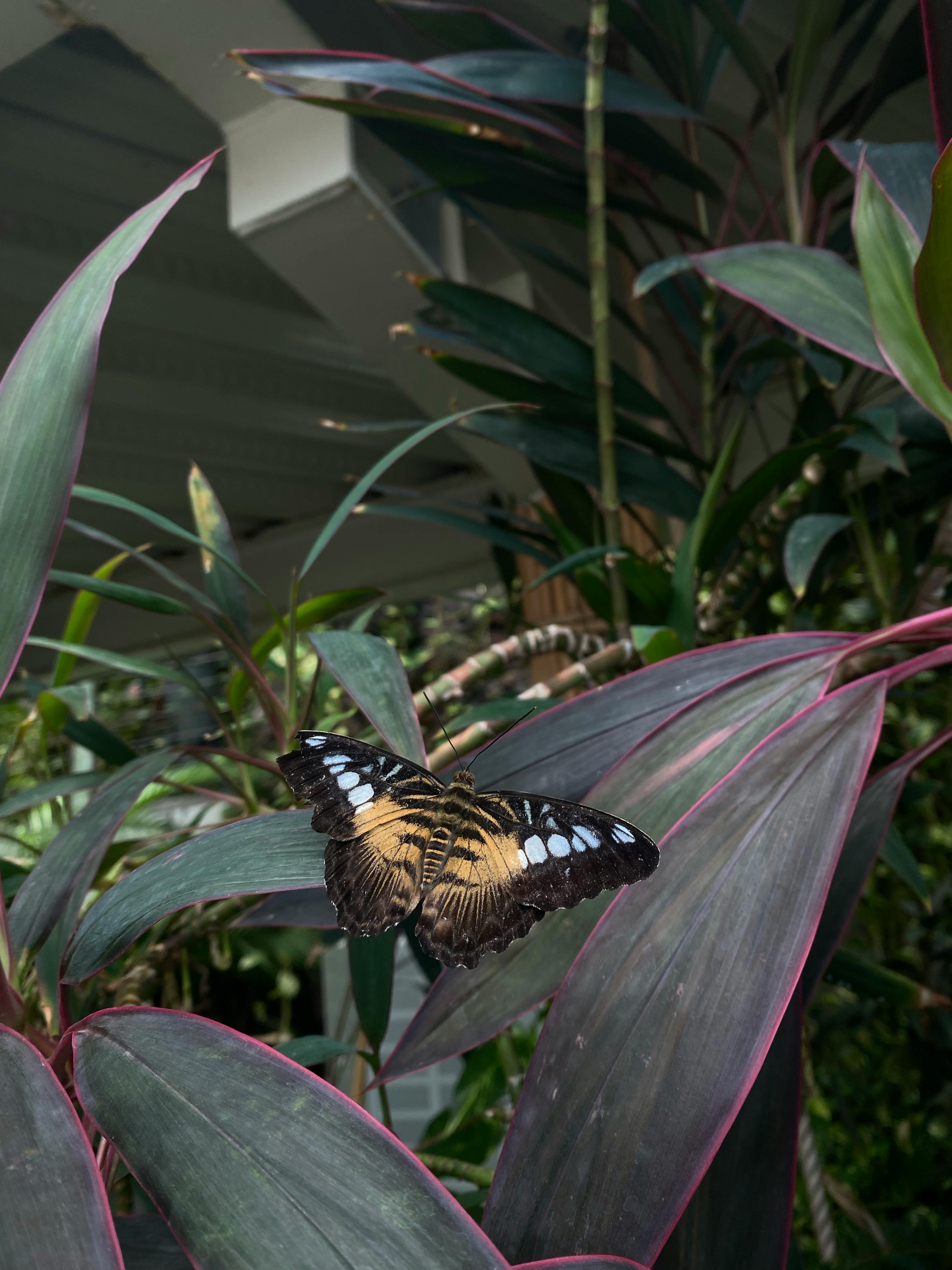 Lac Insect Photos, Download The BEST Free Lac Insect Stock Photos & HD ...