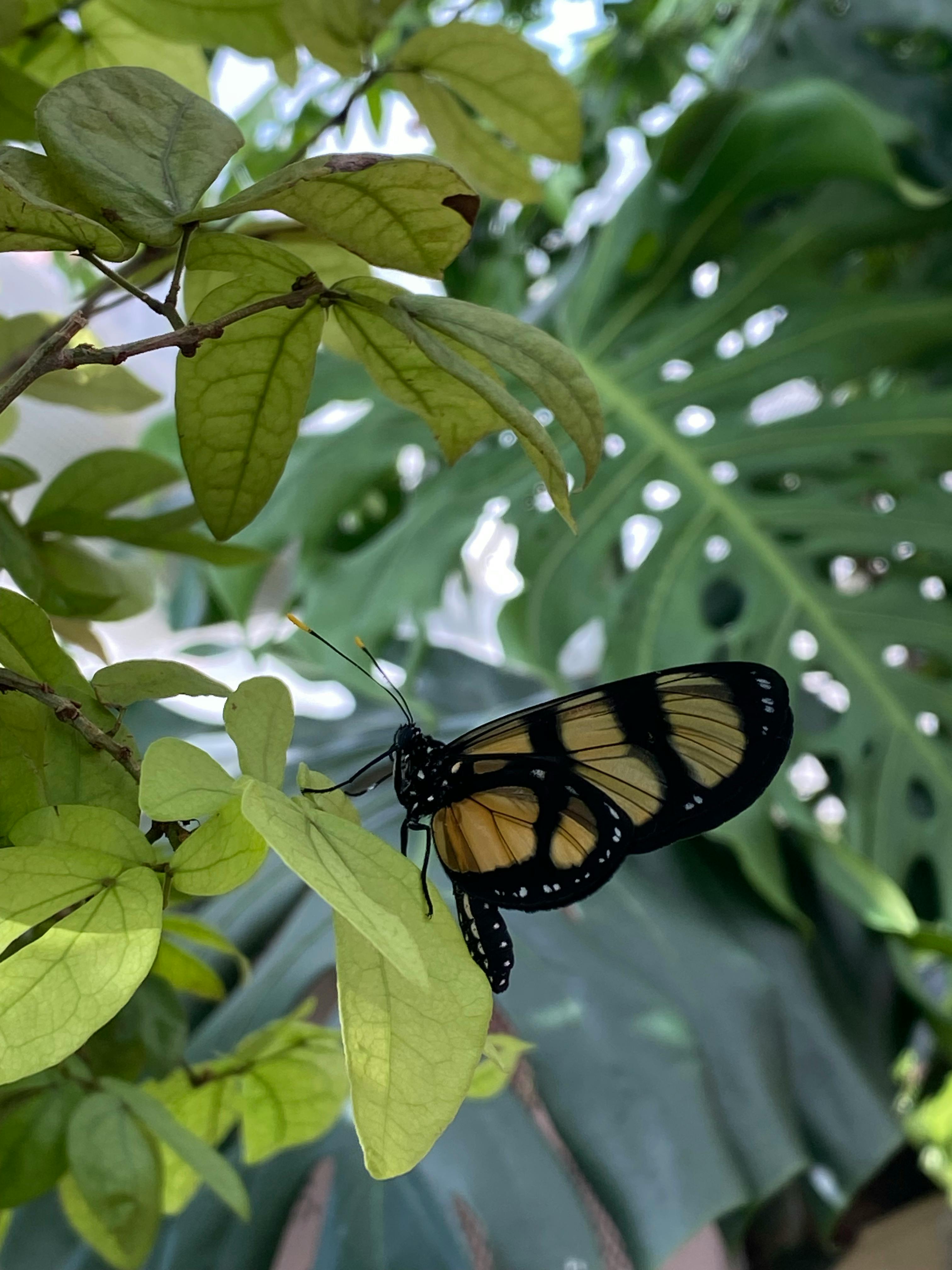 Lac Insect Photos, Download The BEST Free Lac Insect Stock Photos & HD ...