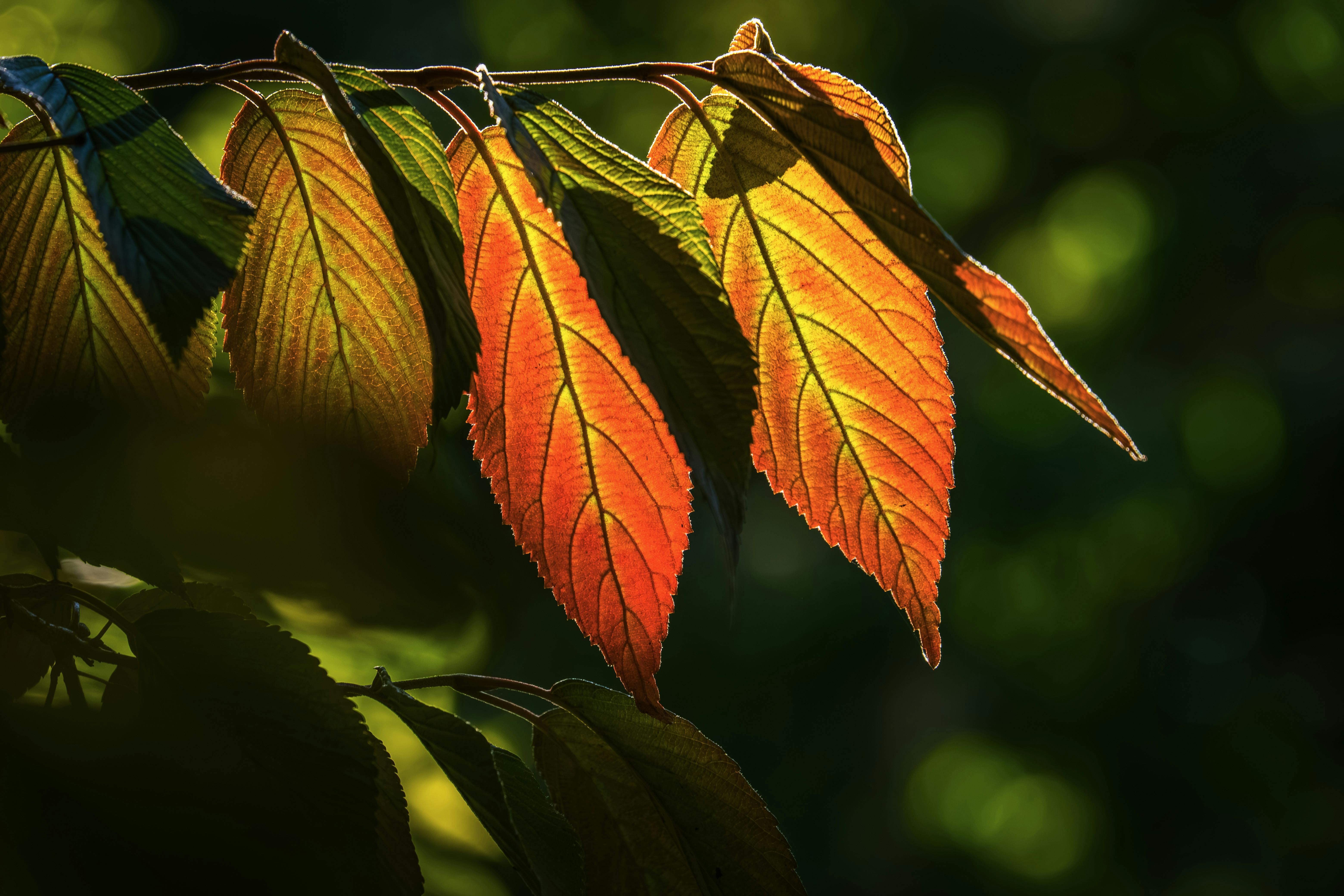 Coloring Photos, Download The BEST Free Coloring Stock Photos & HD Images