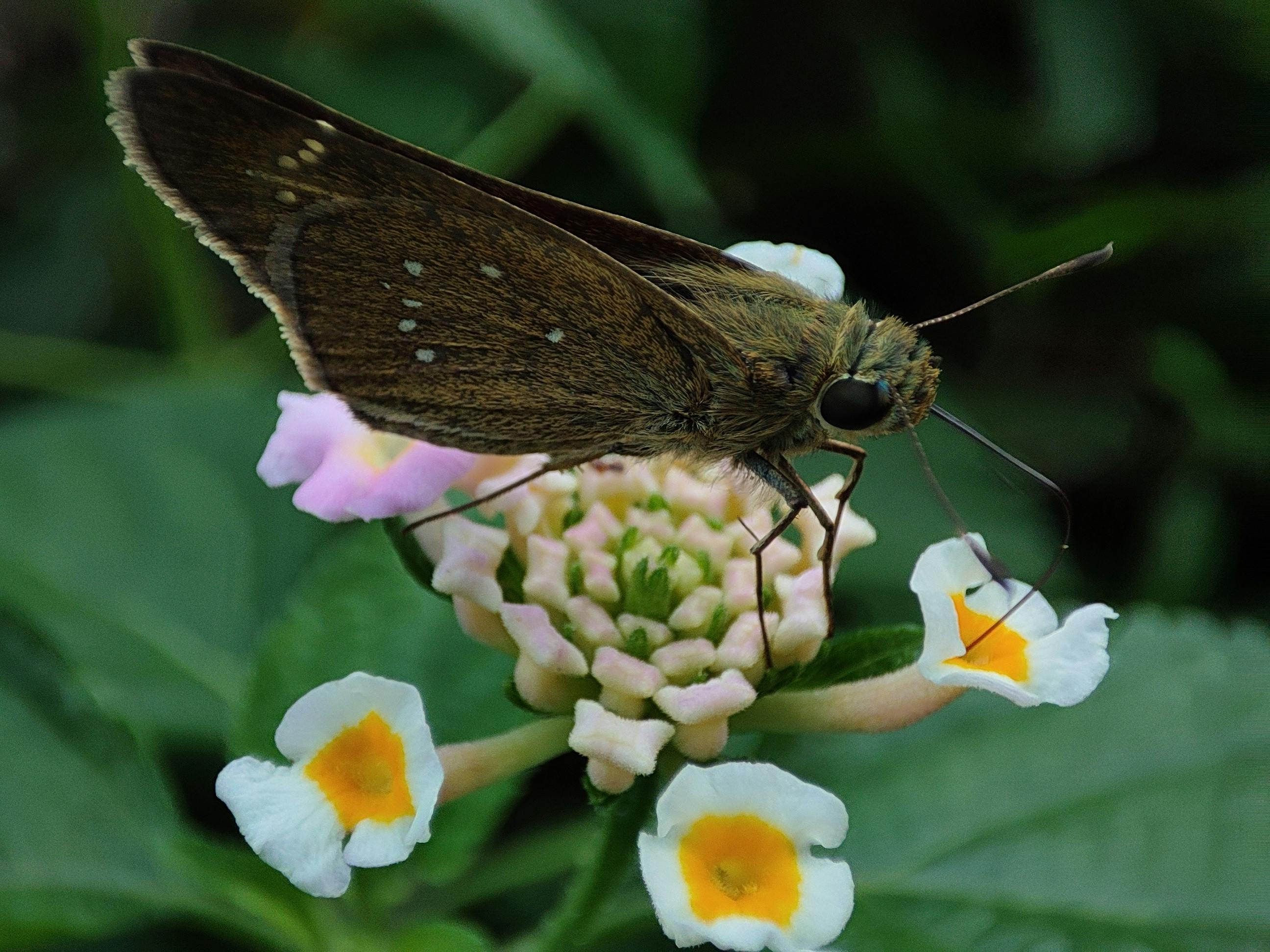 Lac Insect Photos, Download The BEST Free Lac Insect Stock Photos & HD ...