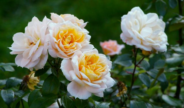Exploring Donnell Garden: Family Legacy in Landscape Design