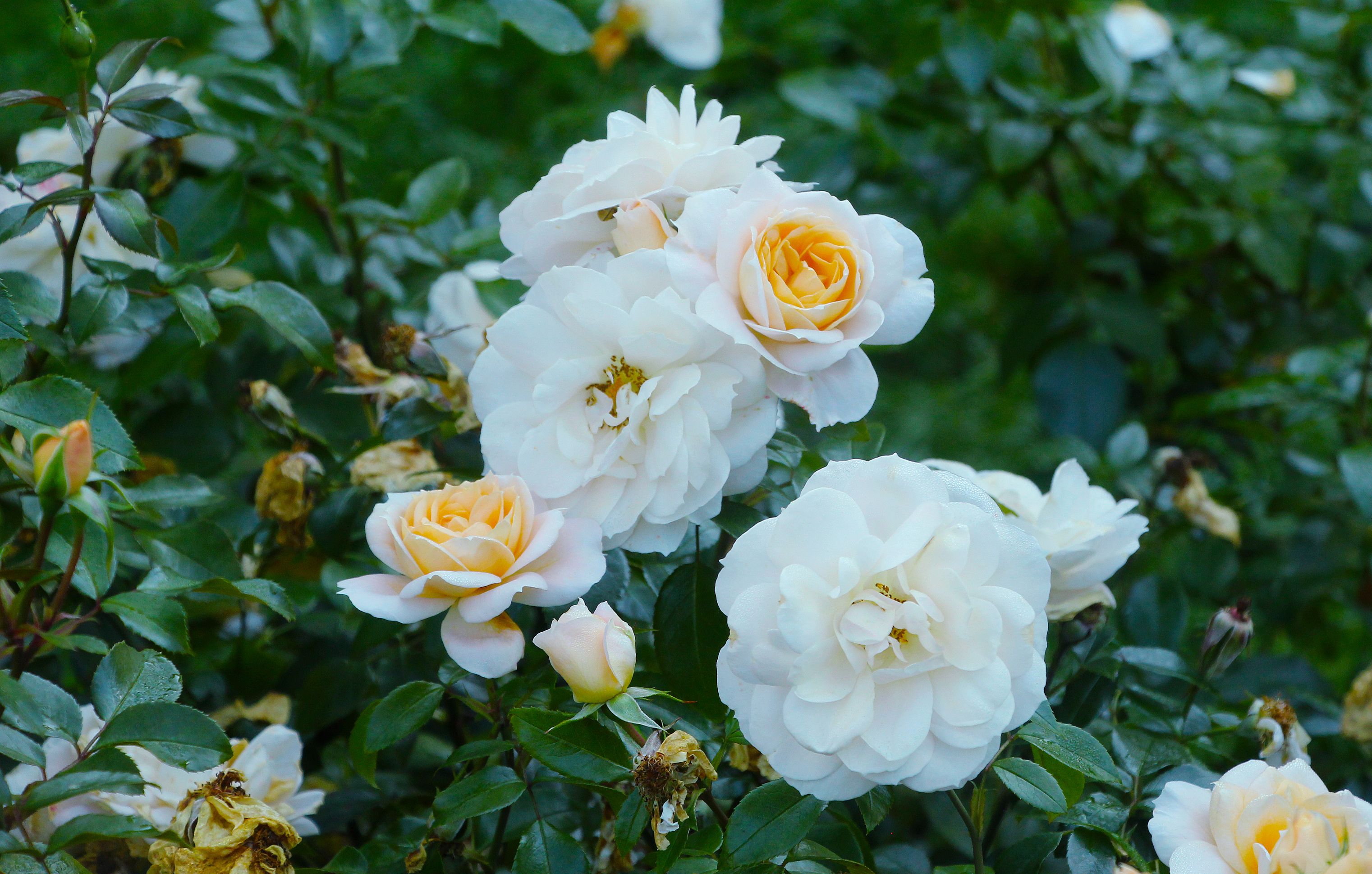 Rose Test Garden Photos, Download The BEST Free Rose Test Garden Stock ...