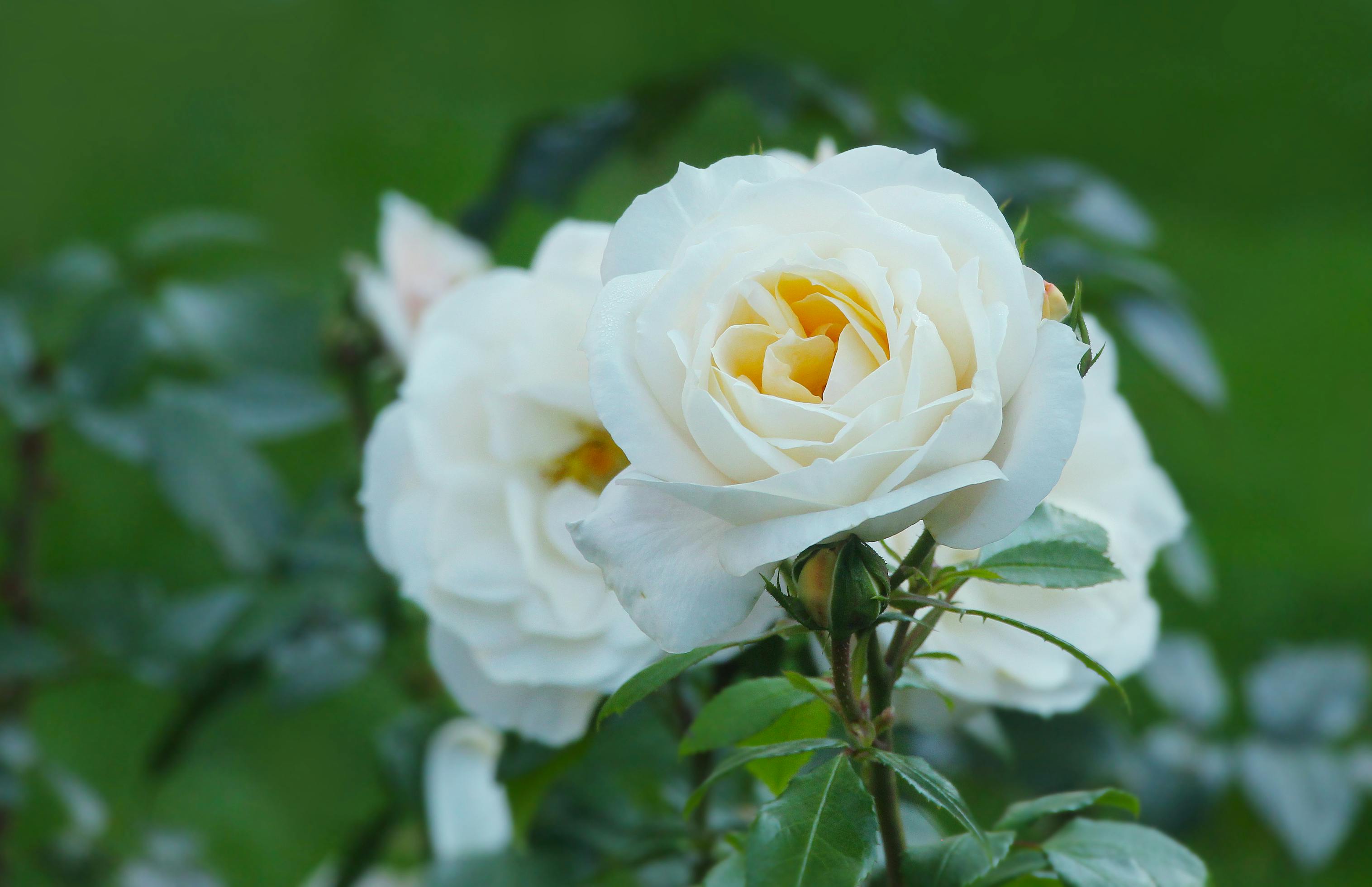 Minecraft+Shelf+Desktop+Wallpaper Photos, Download The BEST Free ...