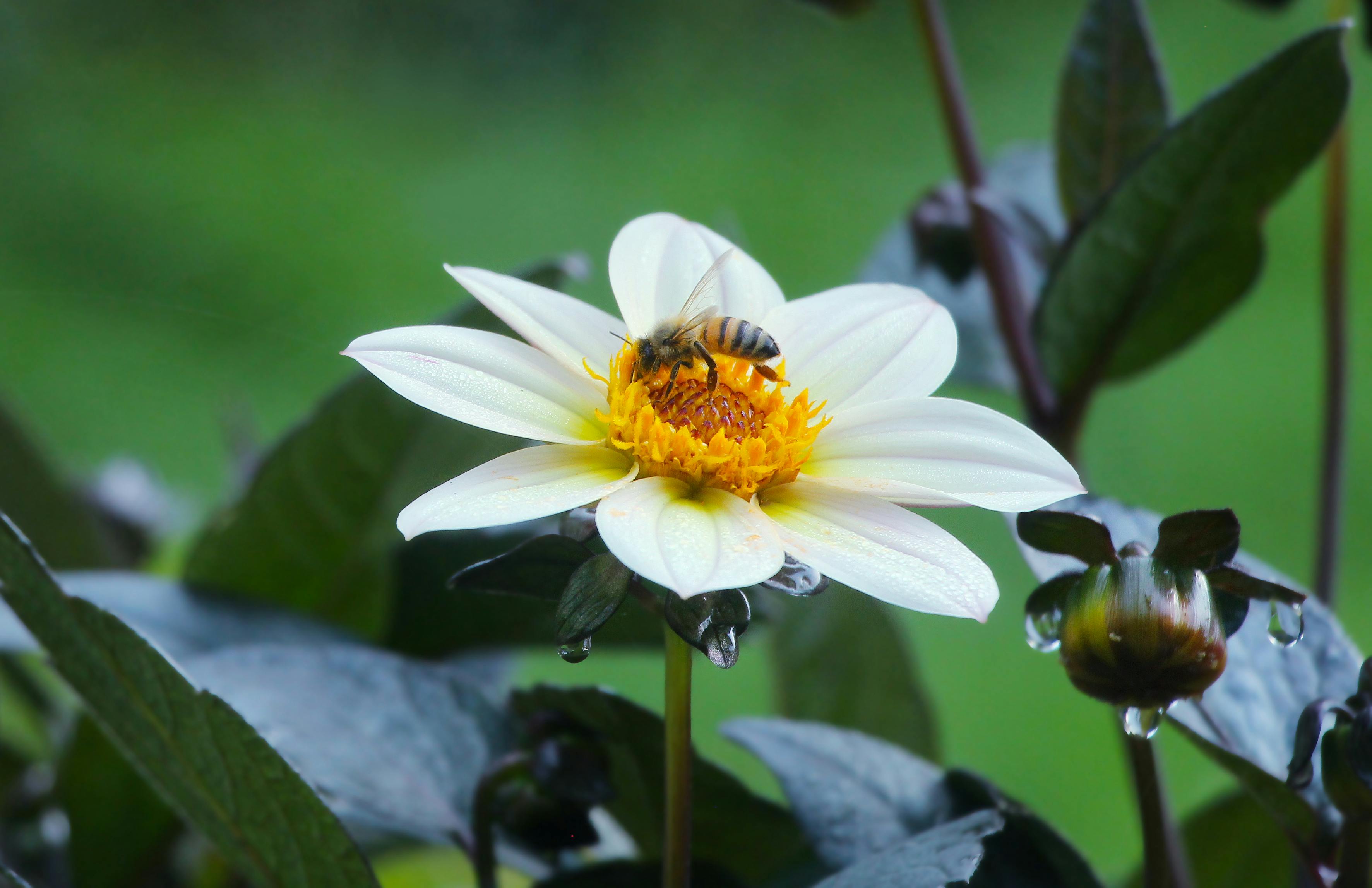 Lac Insect Photos, Download The BEST Free Lac Insect Stock Photos & HD ...