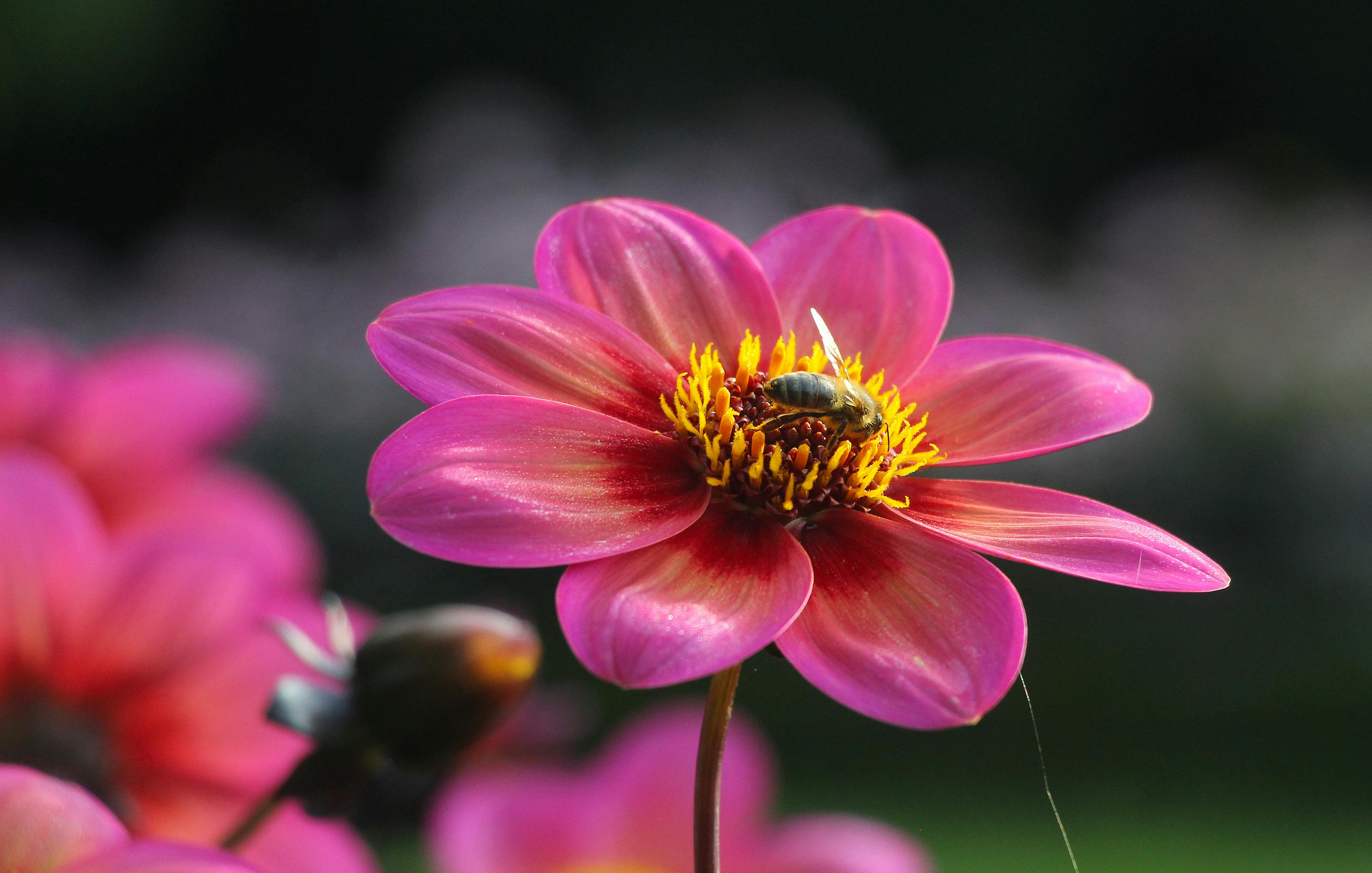 Lac Insect Photos, Download The BEST Free Lac Insect Stock Photos & HD ...