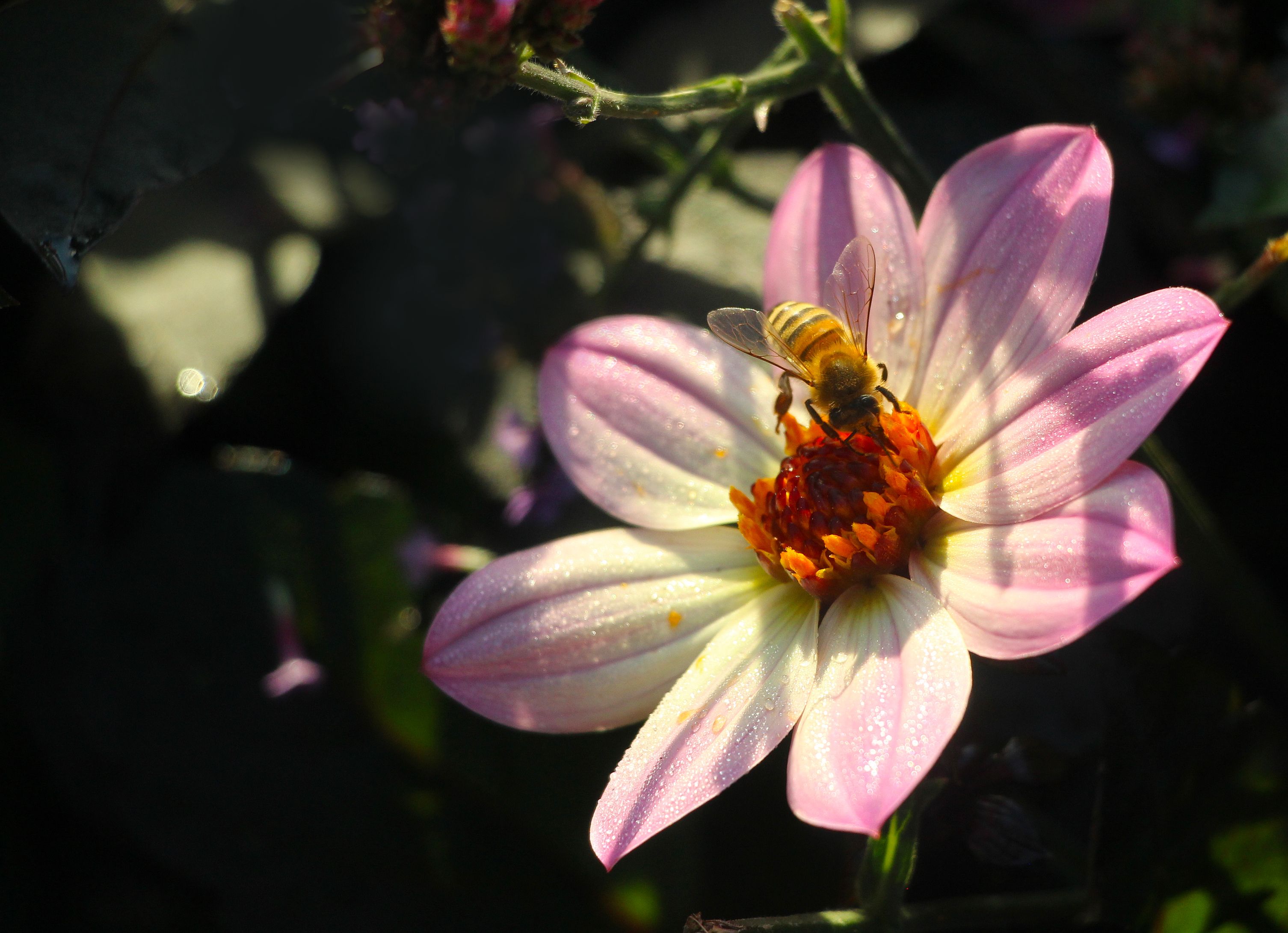 Bee Pollinating a Pink Flower in Sunlight · Free Stock Photo