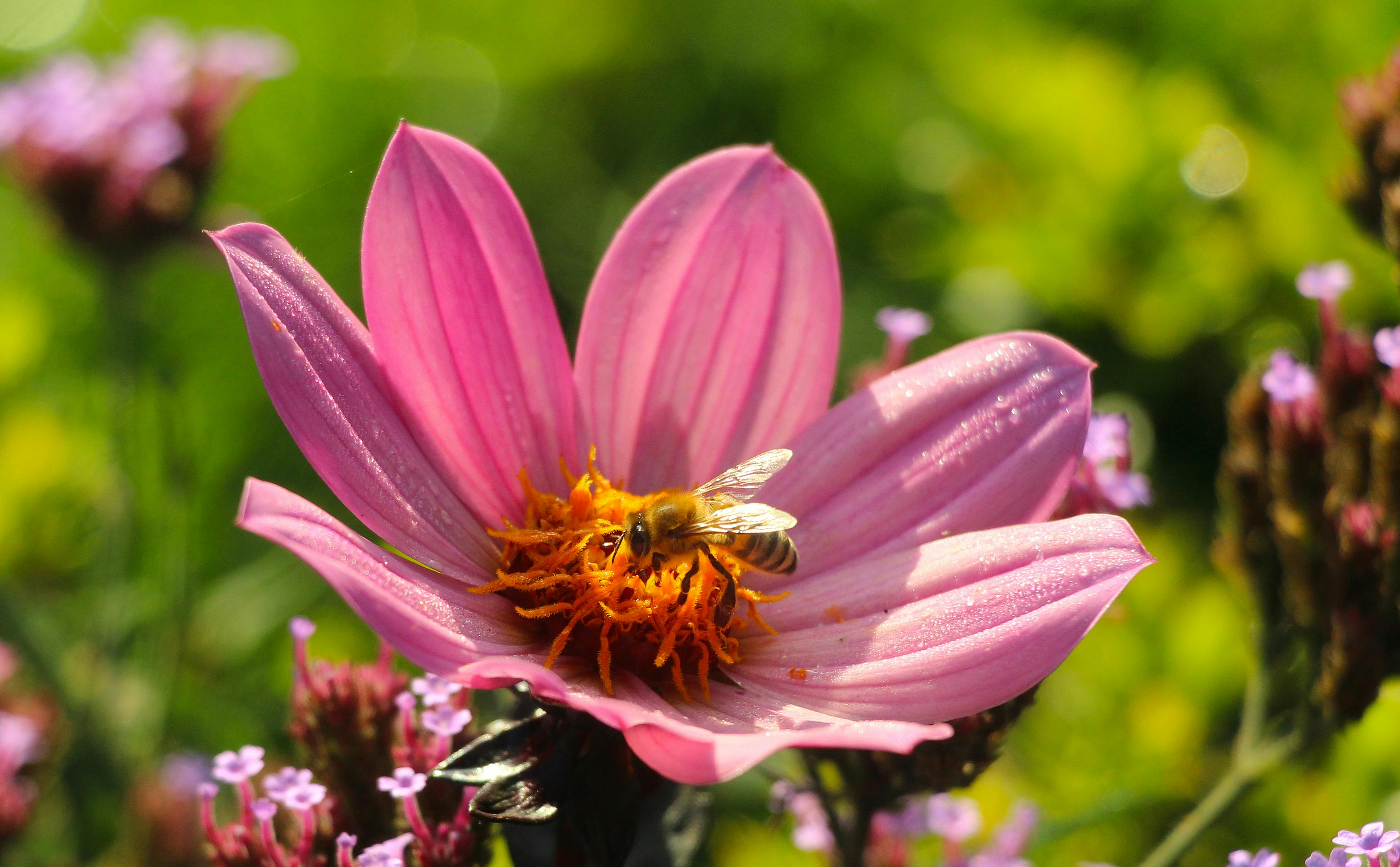 Lac Insect Photos, Download The BEST Free Lac Insect Stock Photos & HD ...