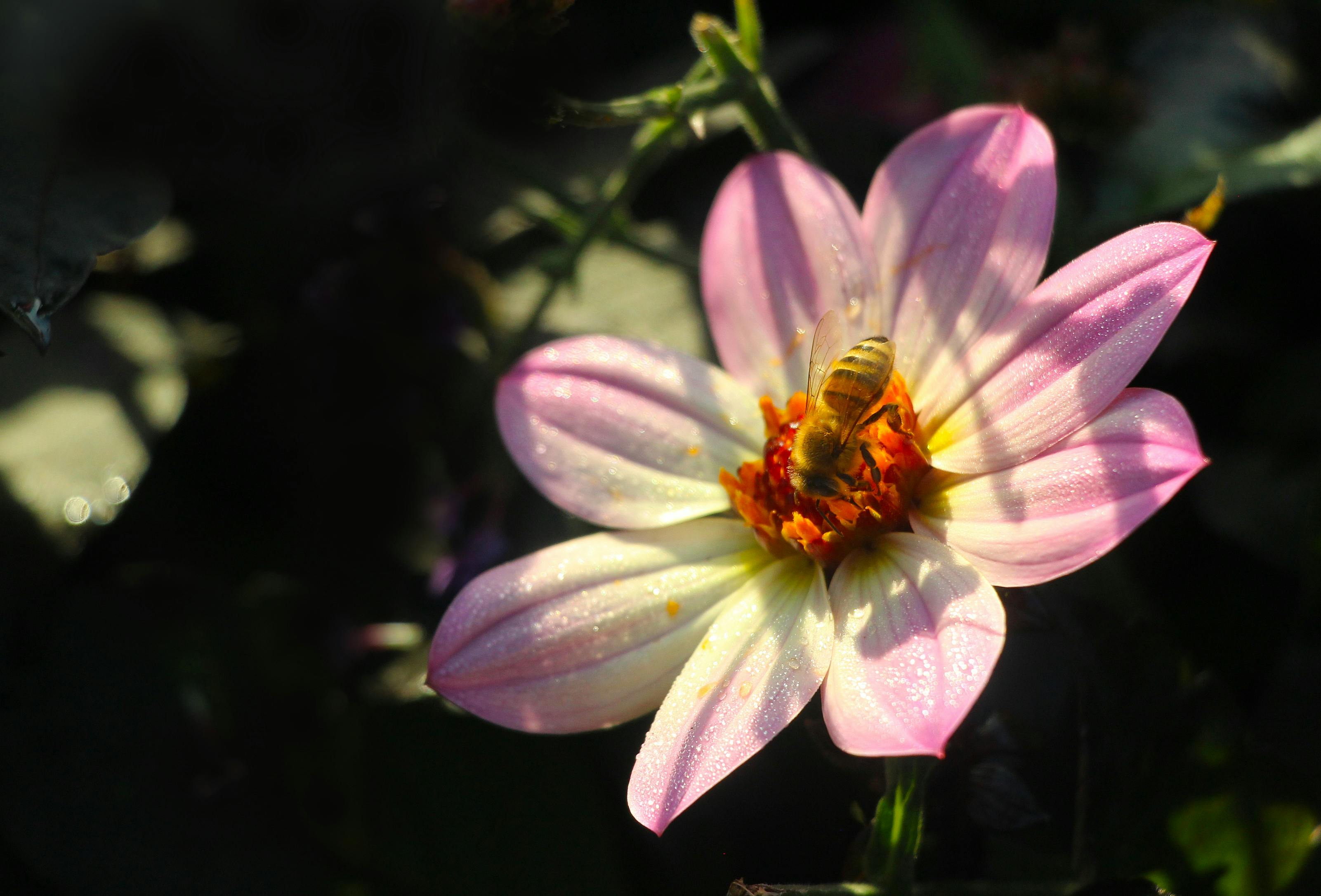 Lac Insect Photos, Download The BEST Free Lac Insect Stock Photos & HD ...